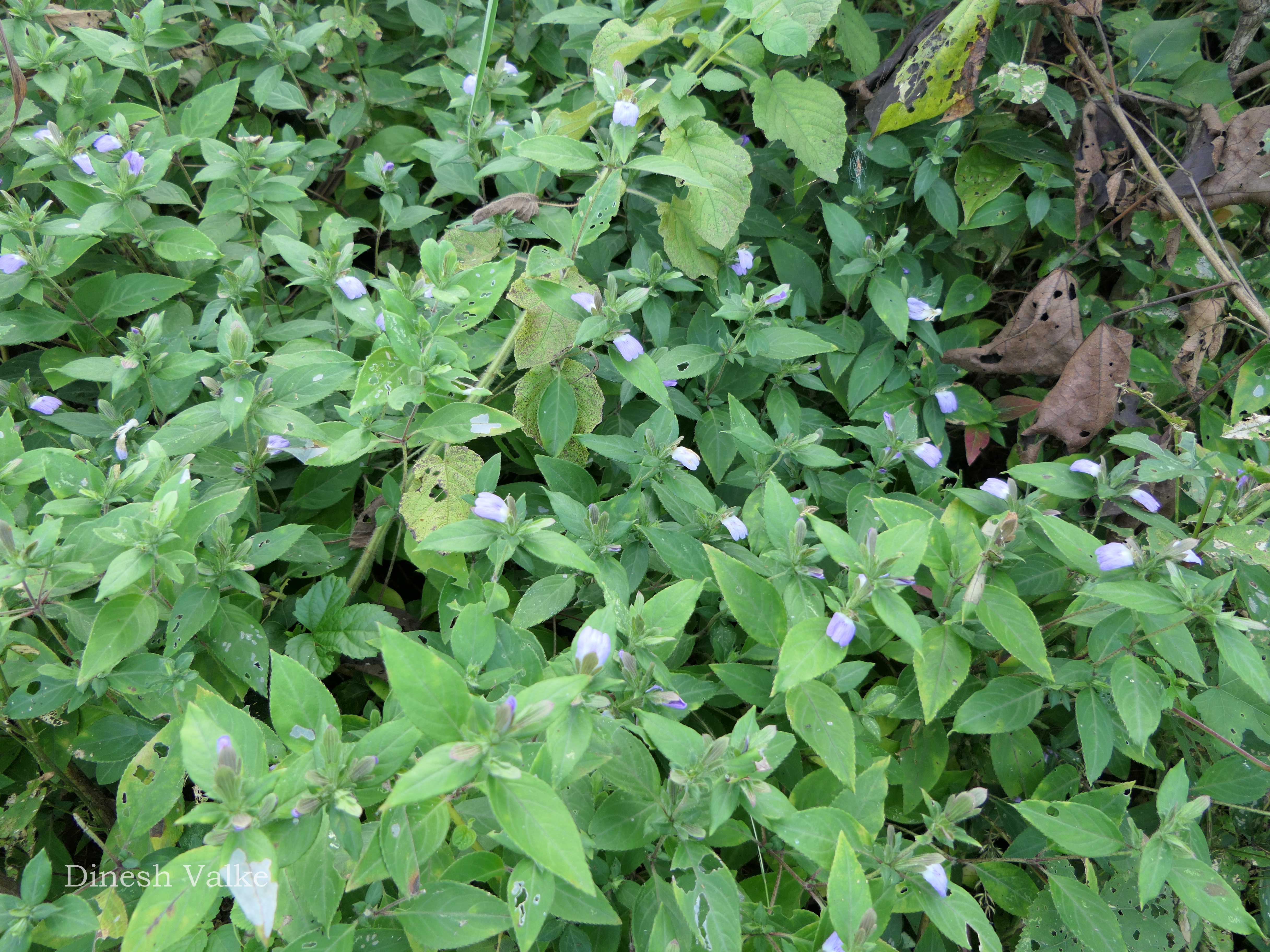 India Flora Online