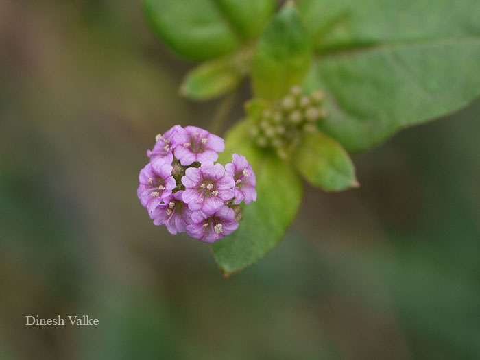 India Flora Online