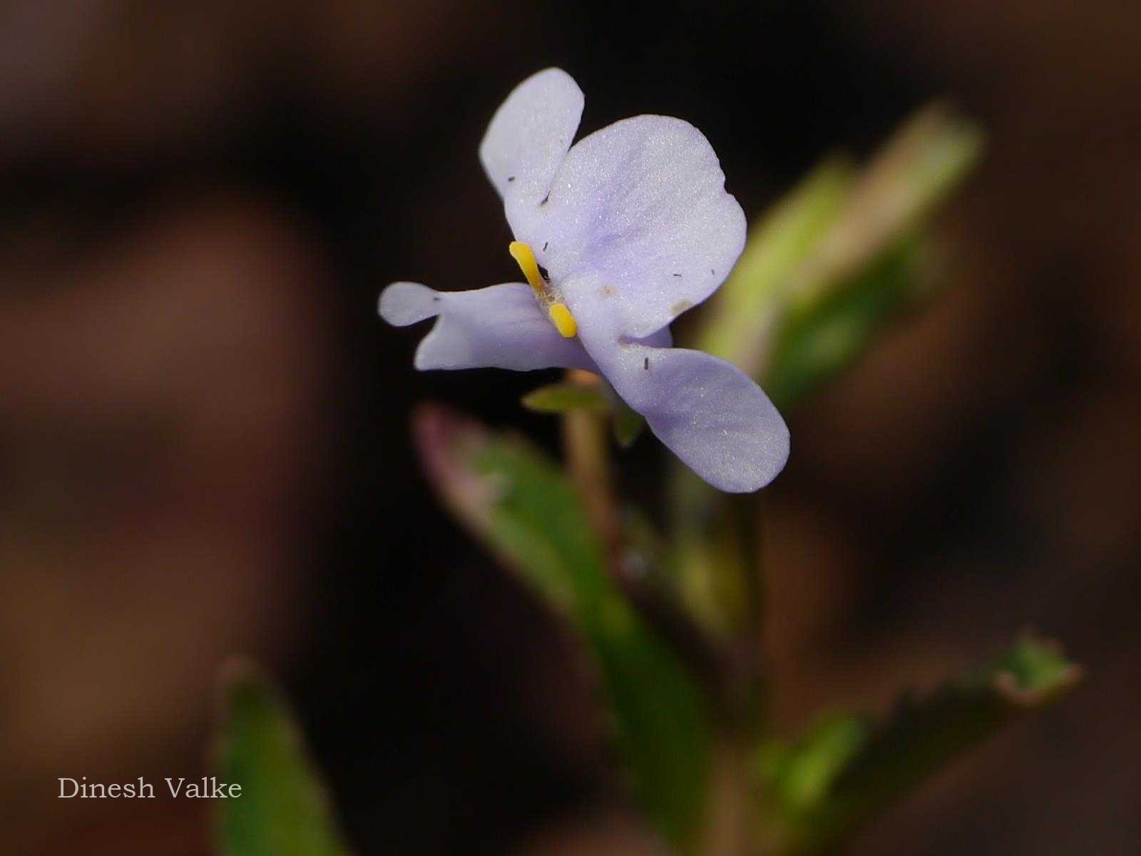 India Flora Online