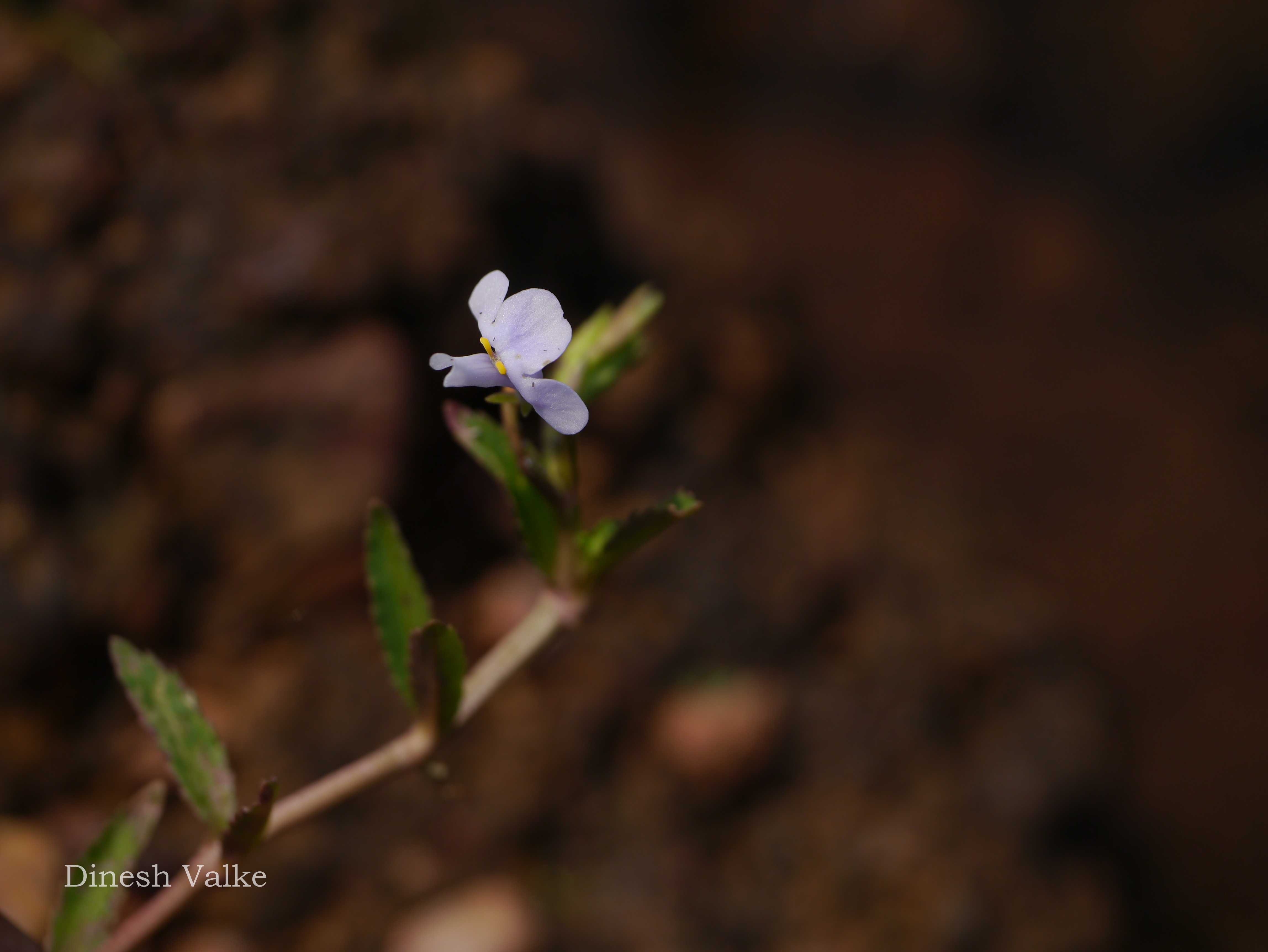 India Flora Online