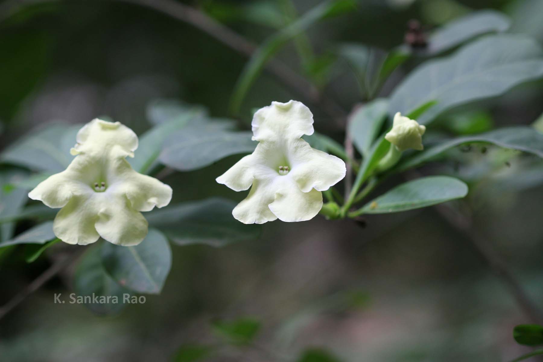 India Flora Online