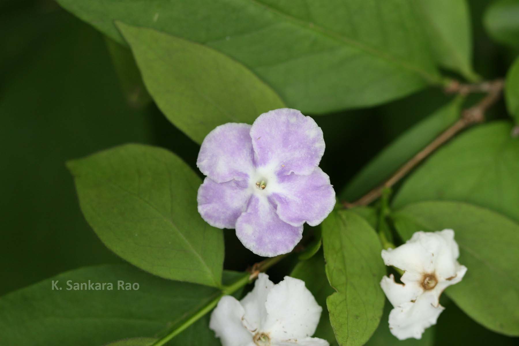India Flora Online