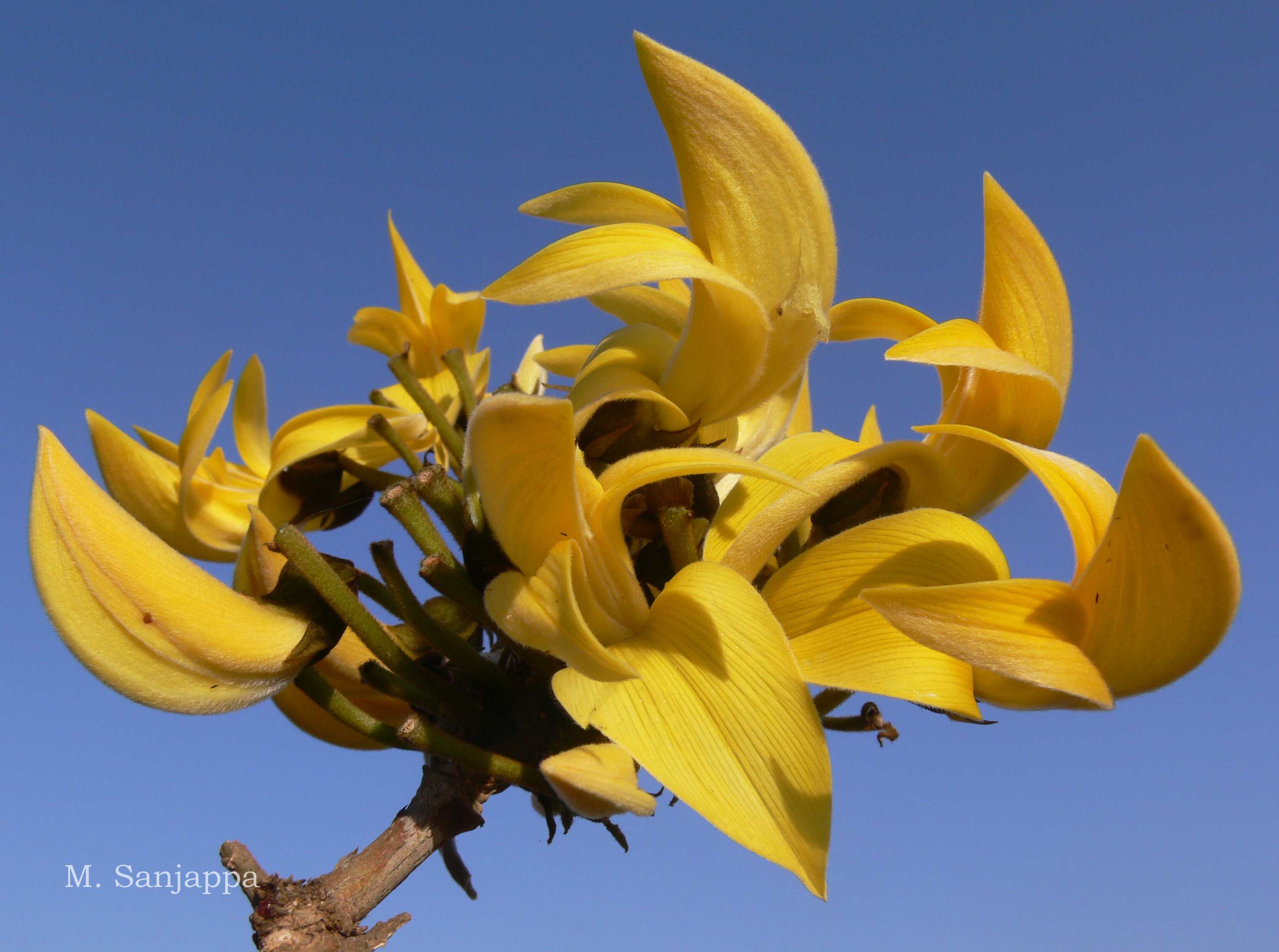 India Flora Online