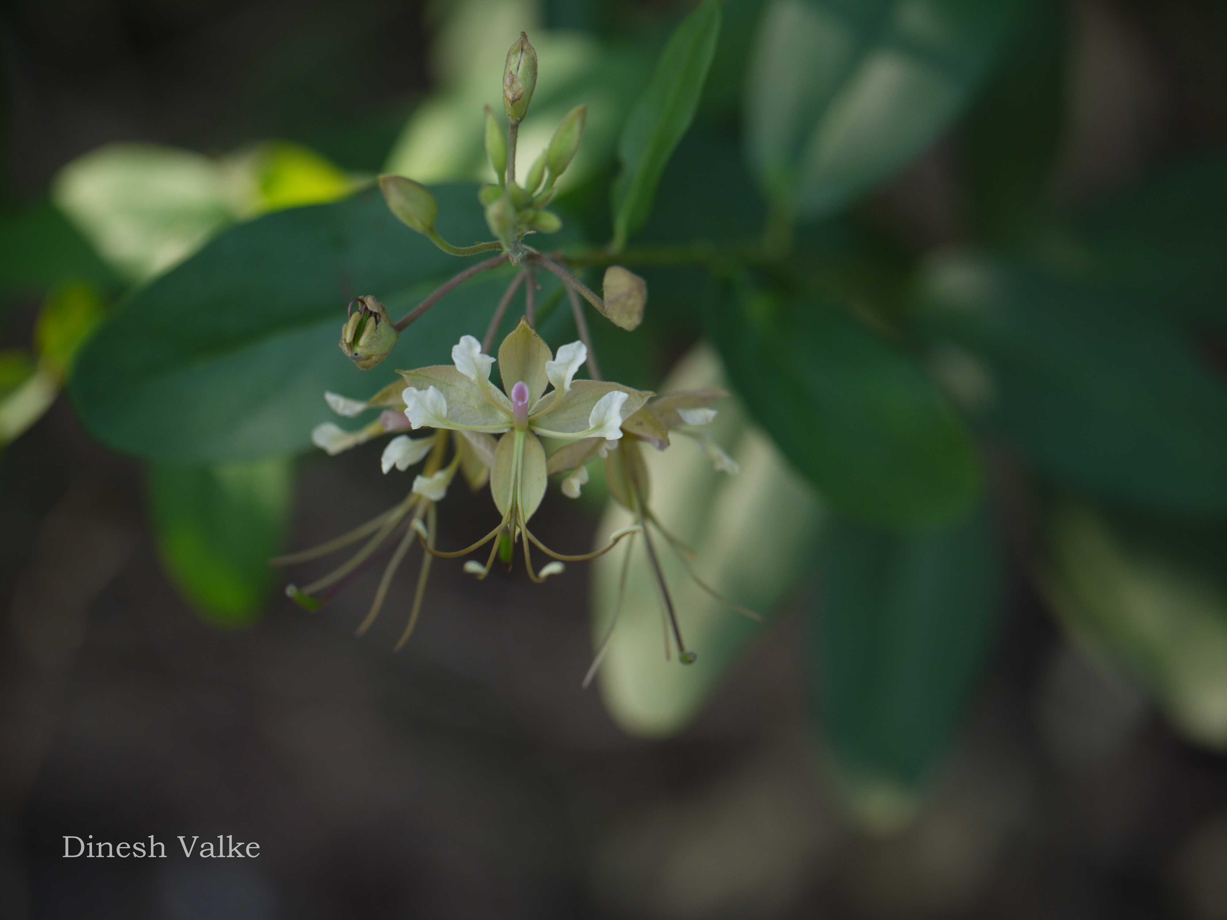 India Flora Online