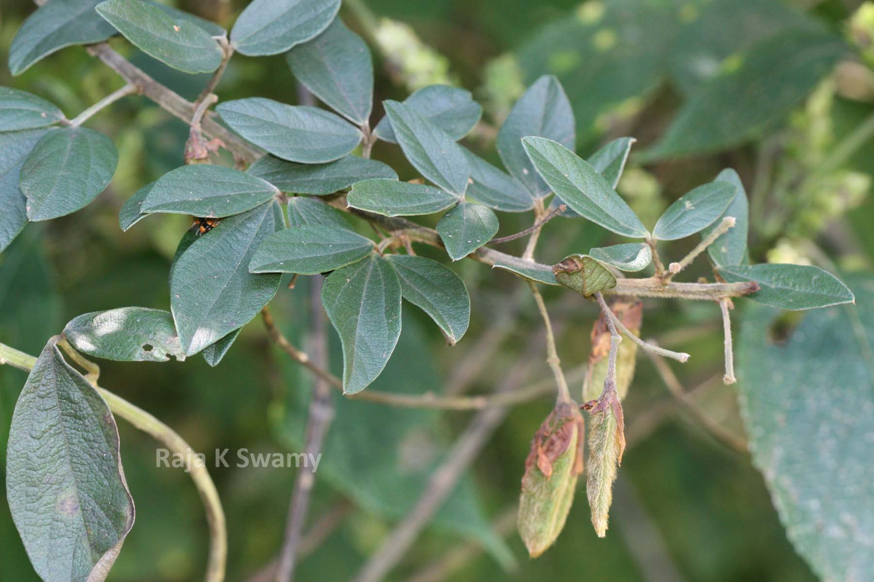 India Flora Online