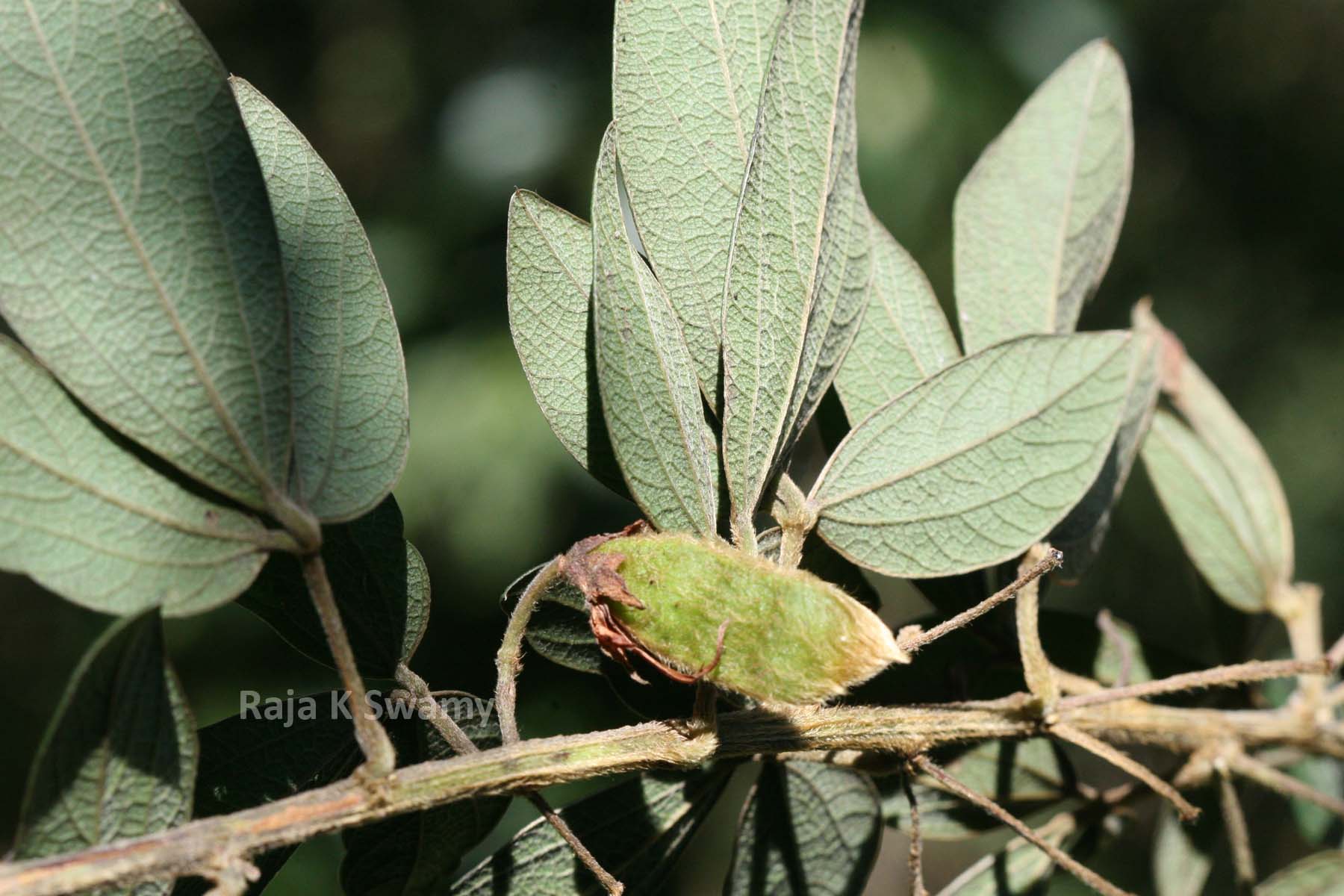 India Flora Online