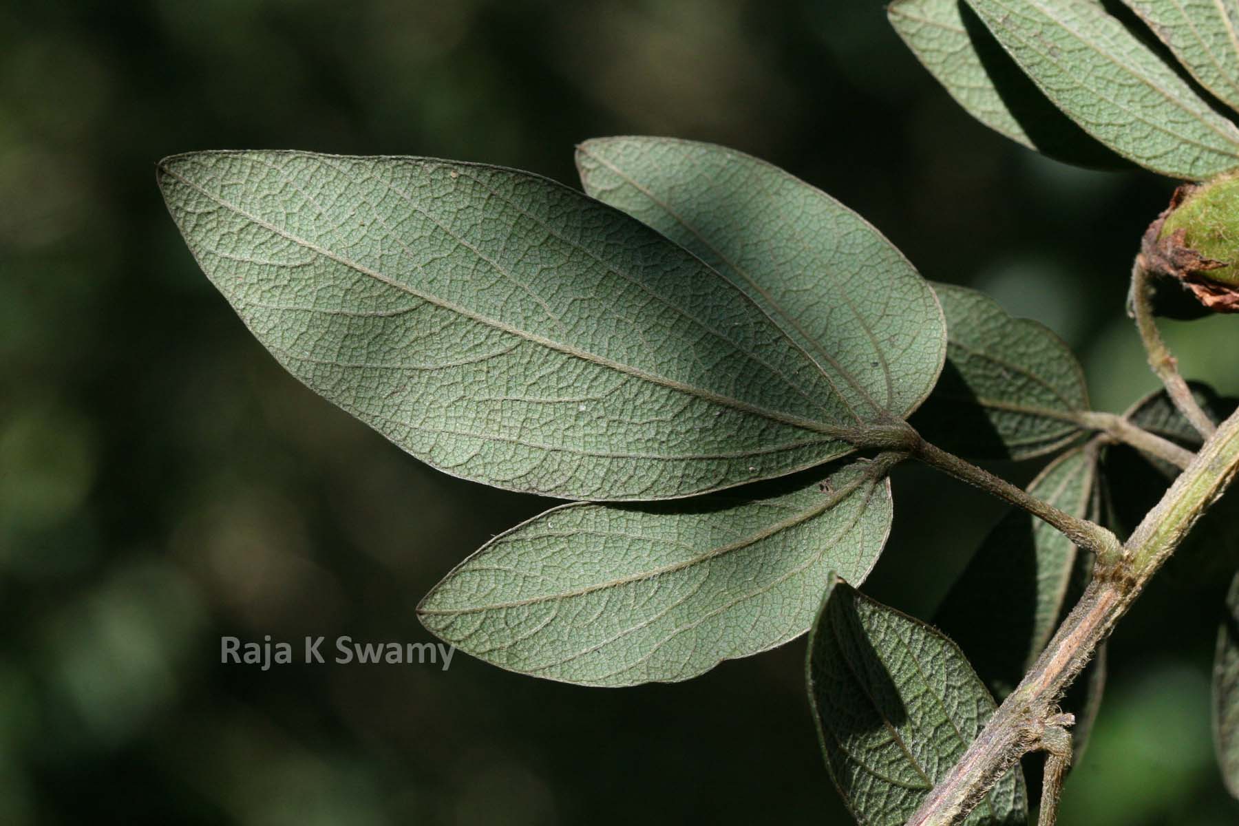 India Flora Online
