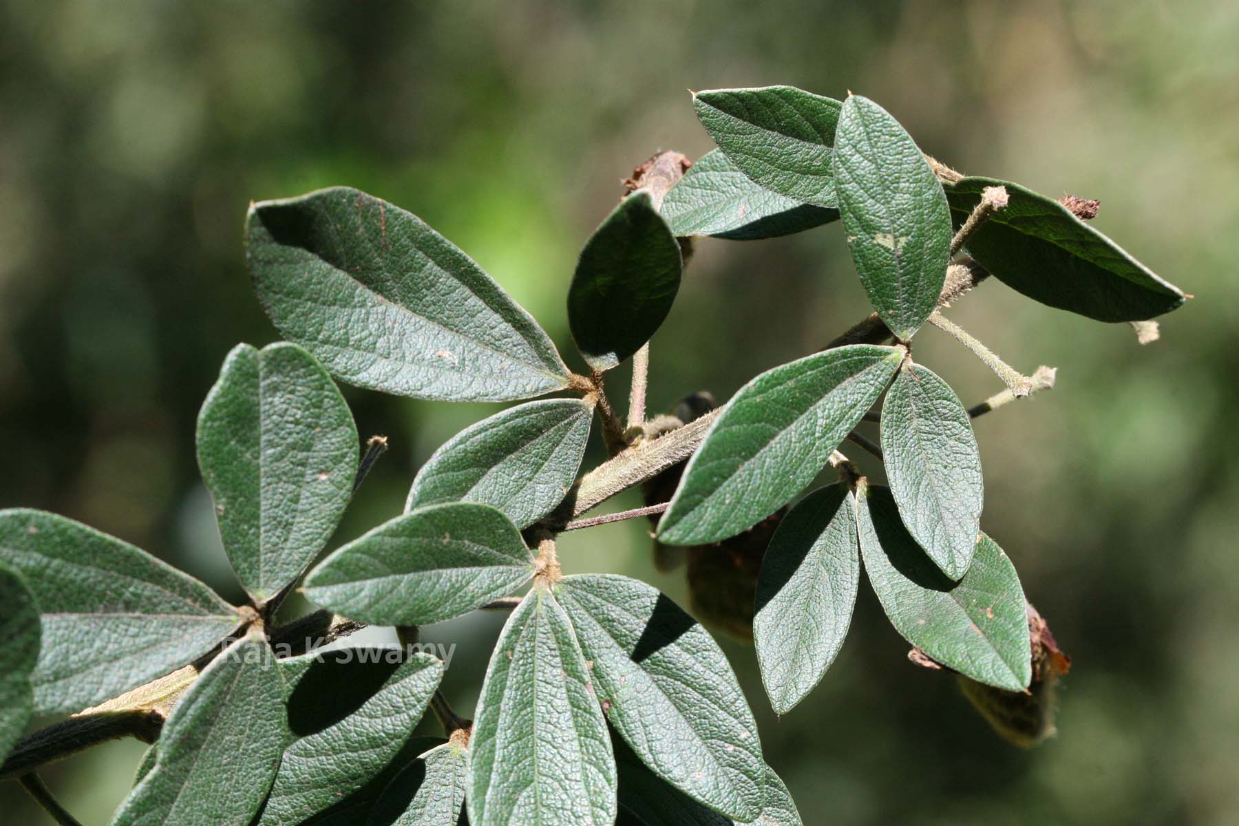 India Flora Online
