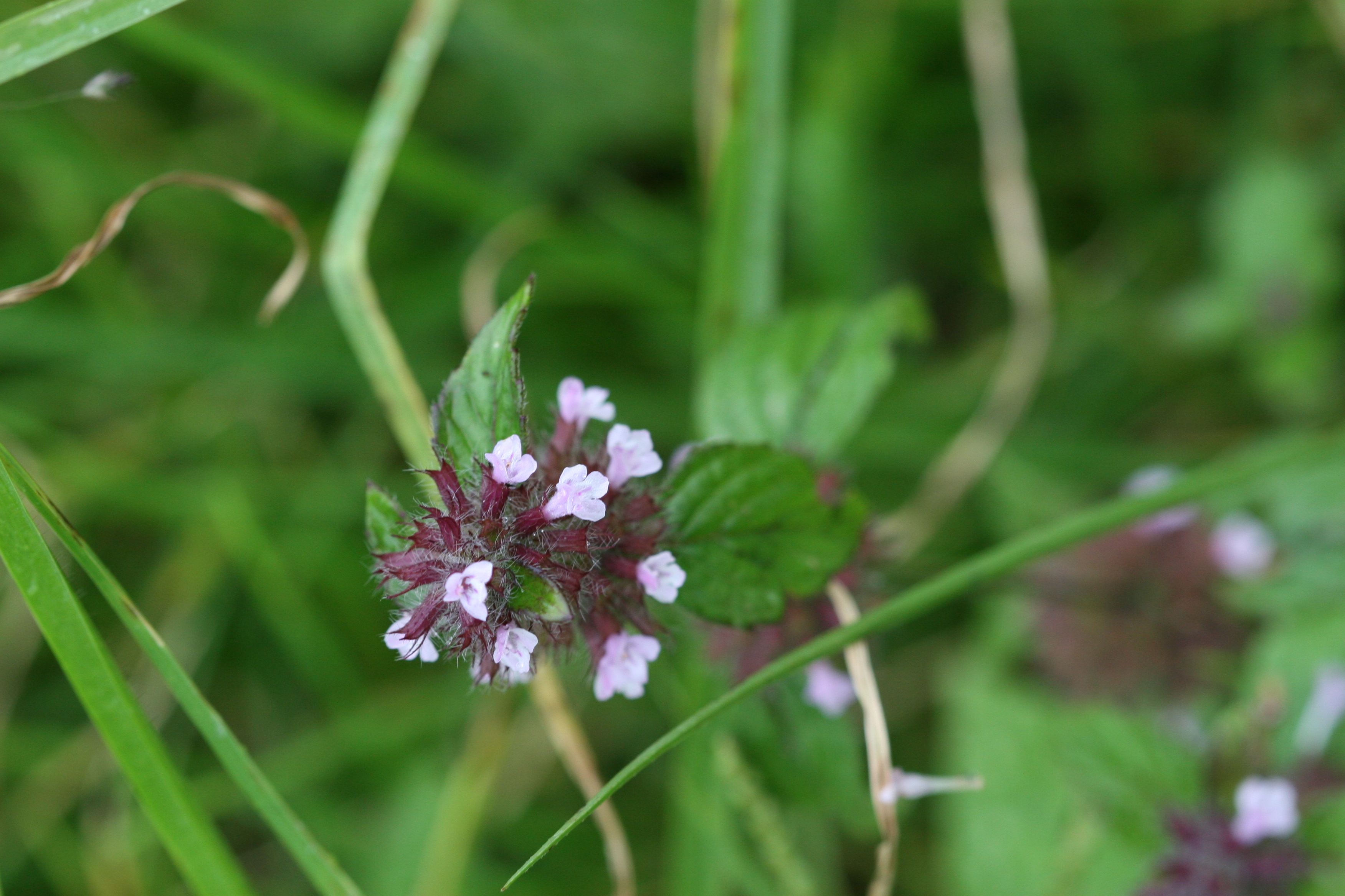 India Flora Online
