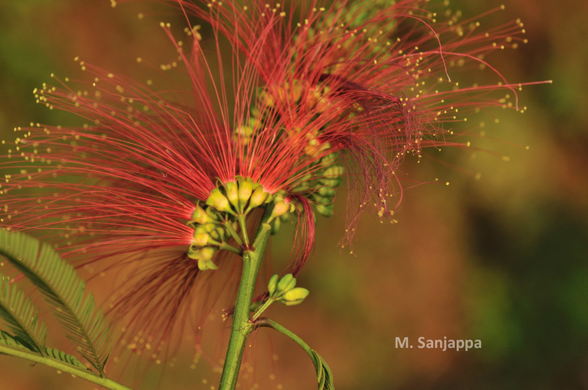 India Flora Online