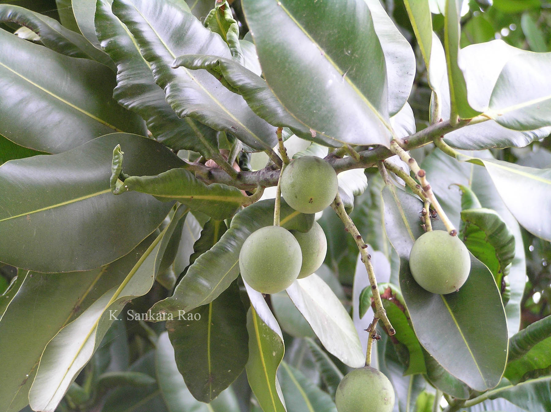 India Flora Online