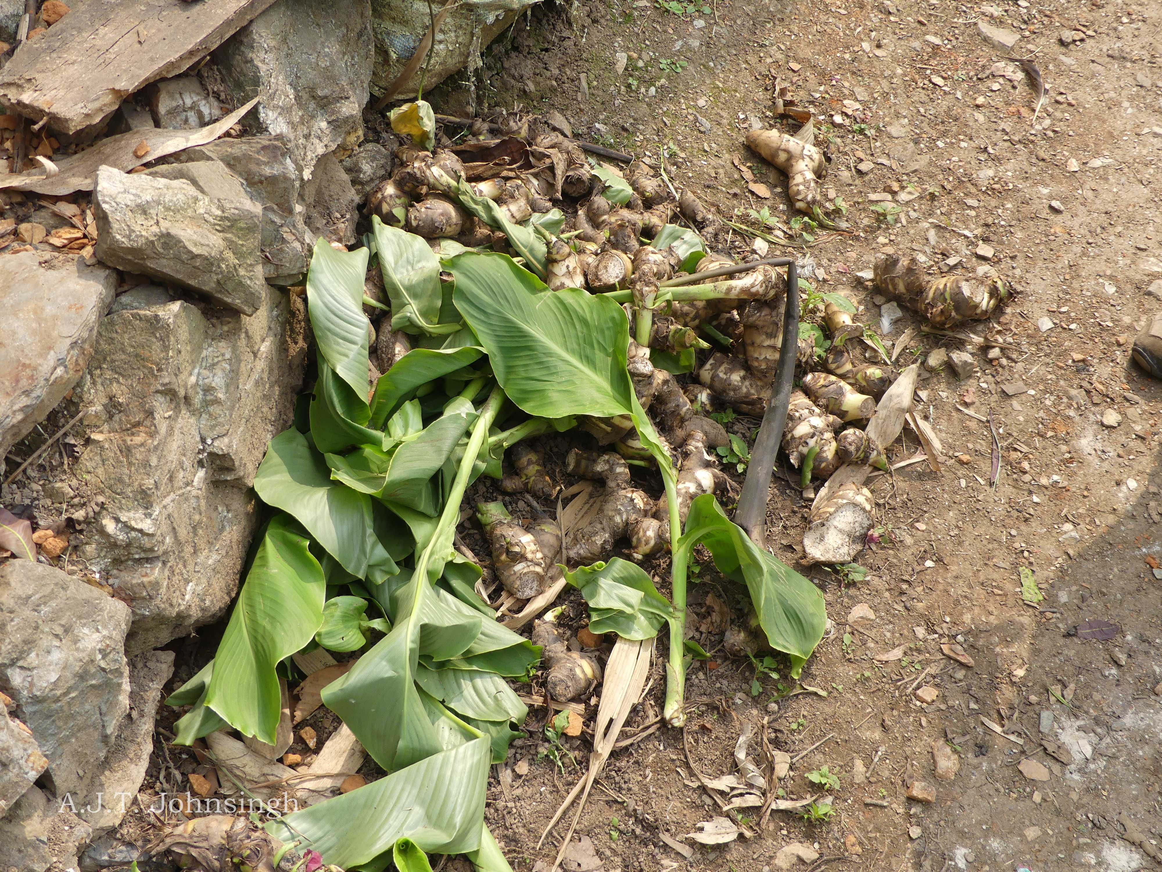 India Flora Online