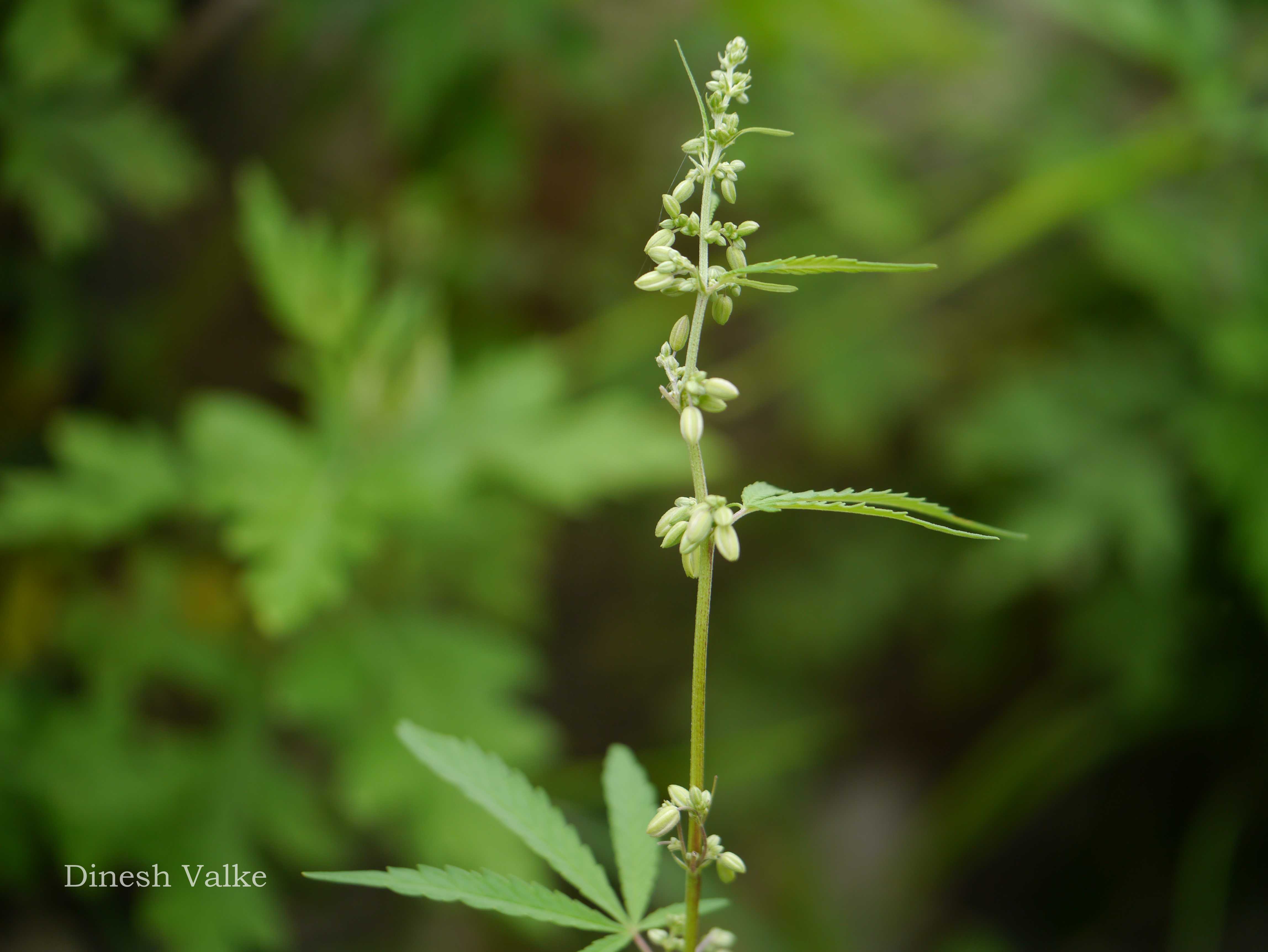 India Flora Online
