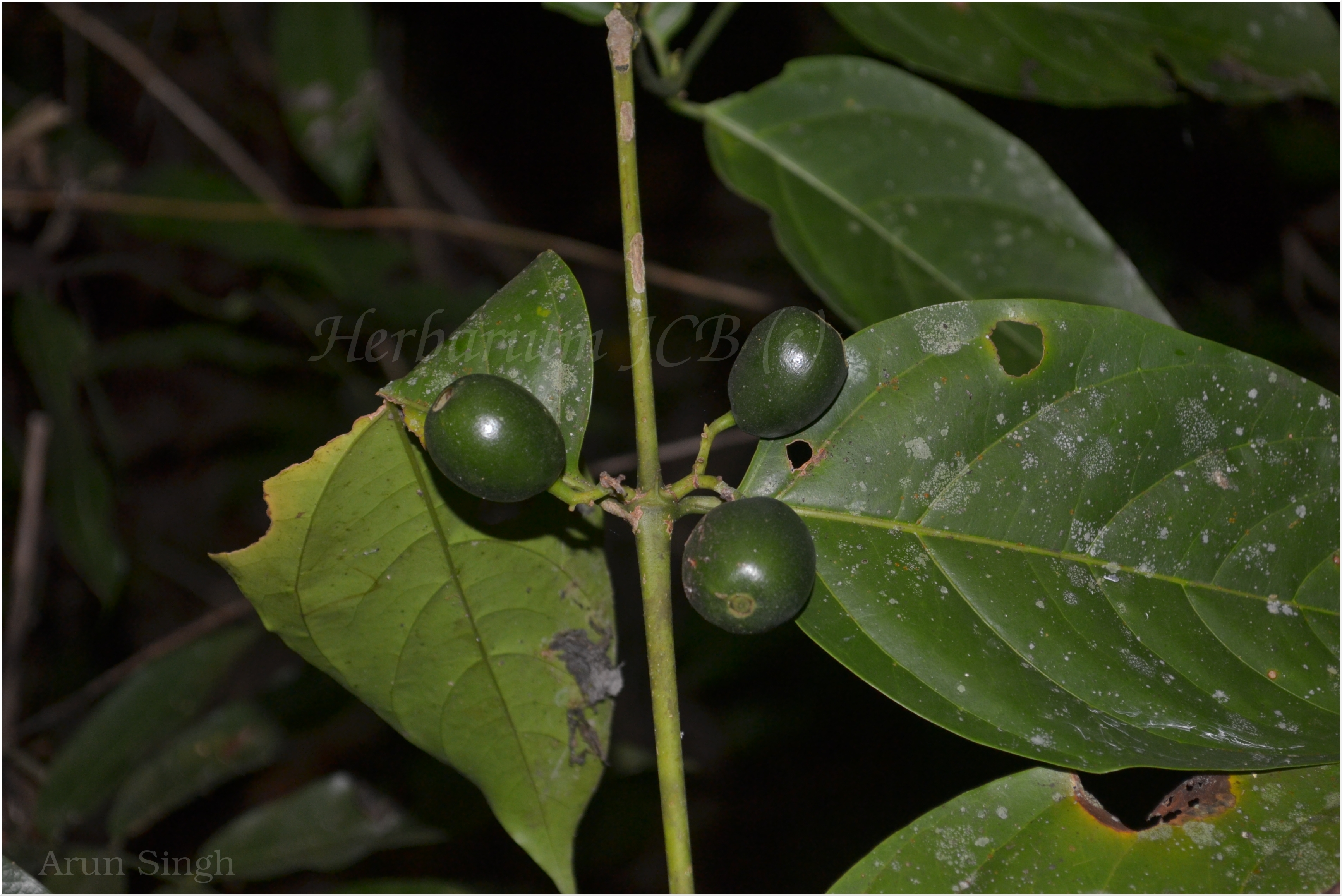 India Flora Online