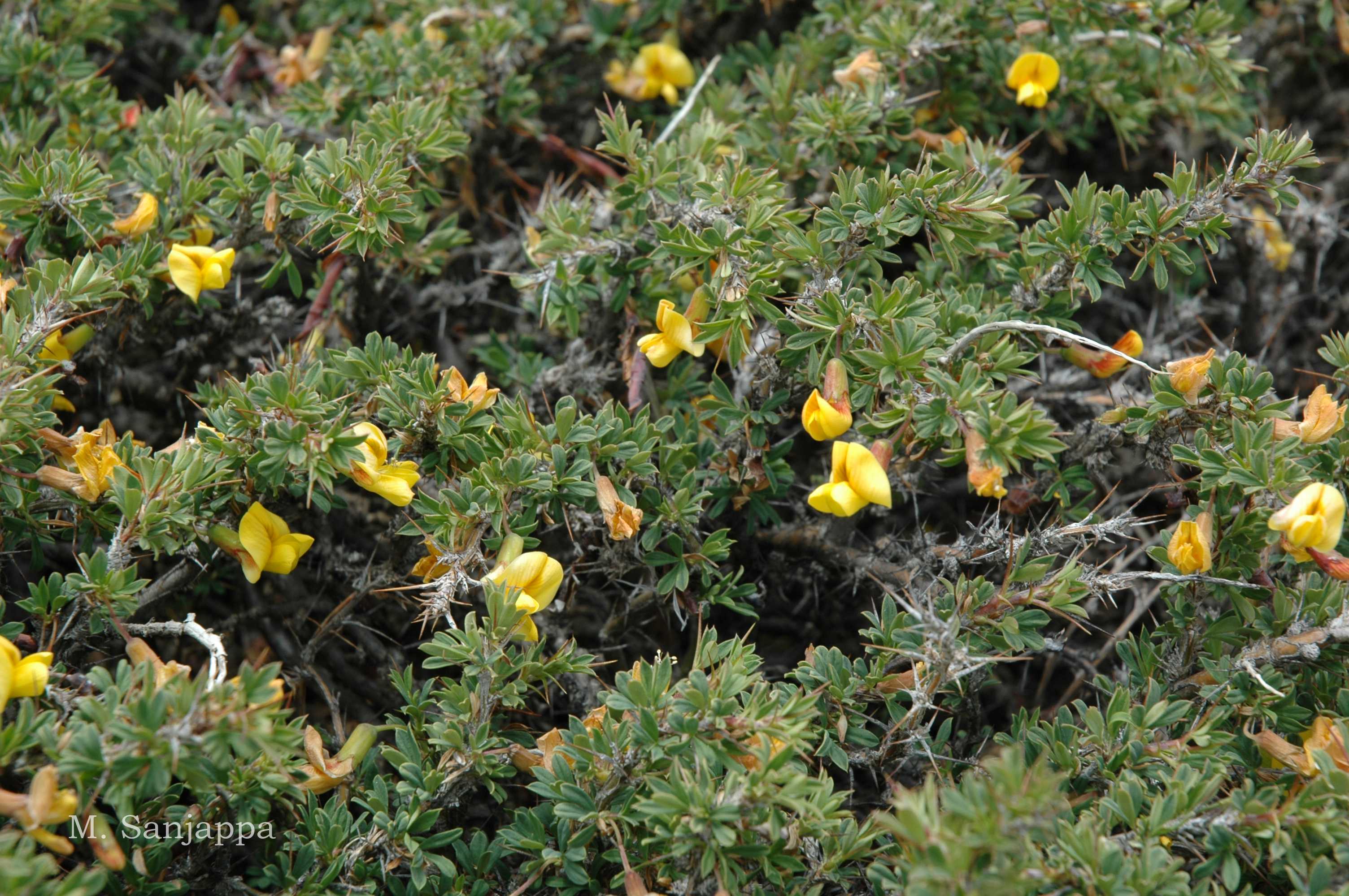 India Flora Online