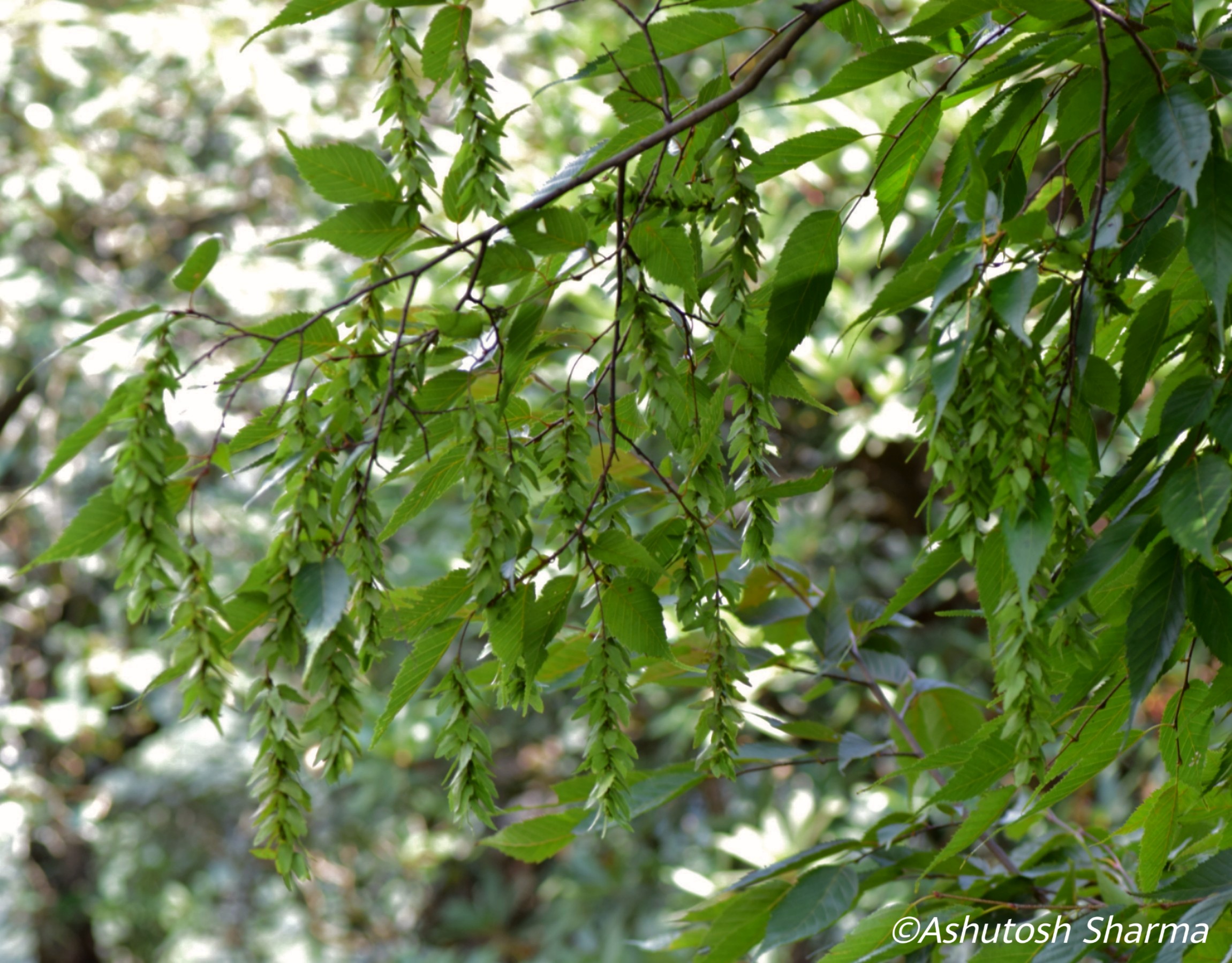 India Flora Online