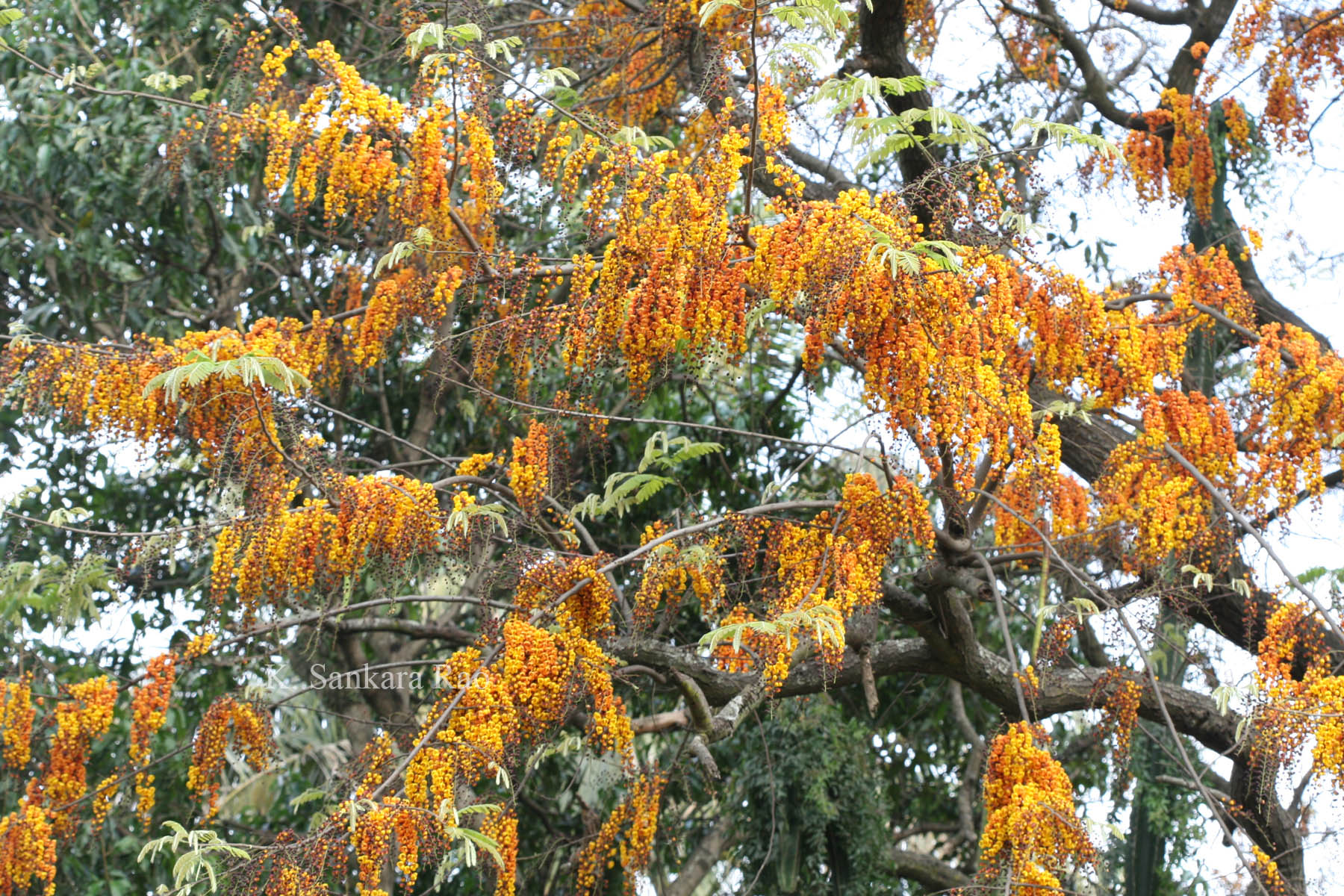 India Flora Online