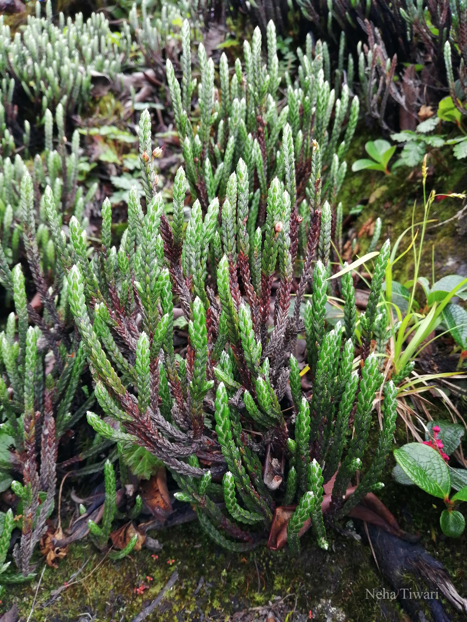 India Flora Online