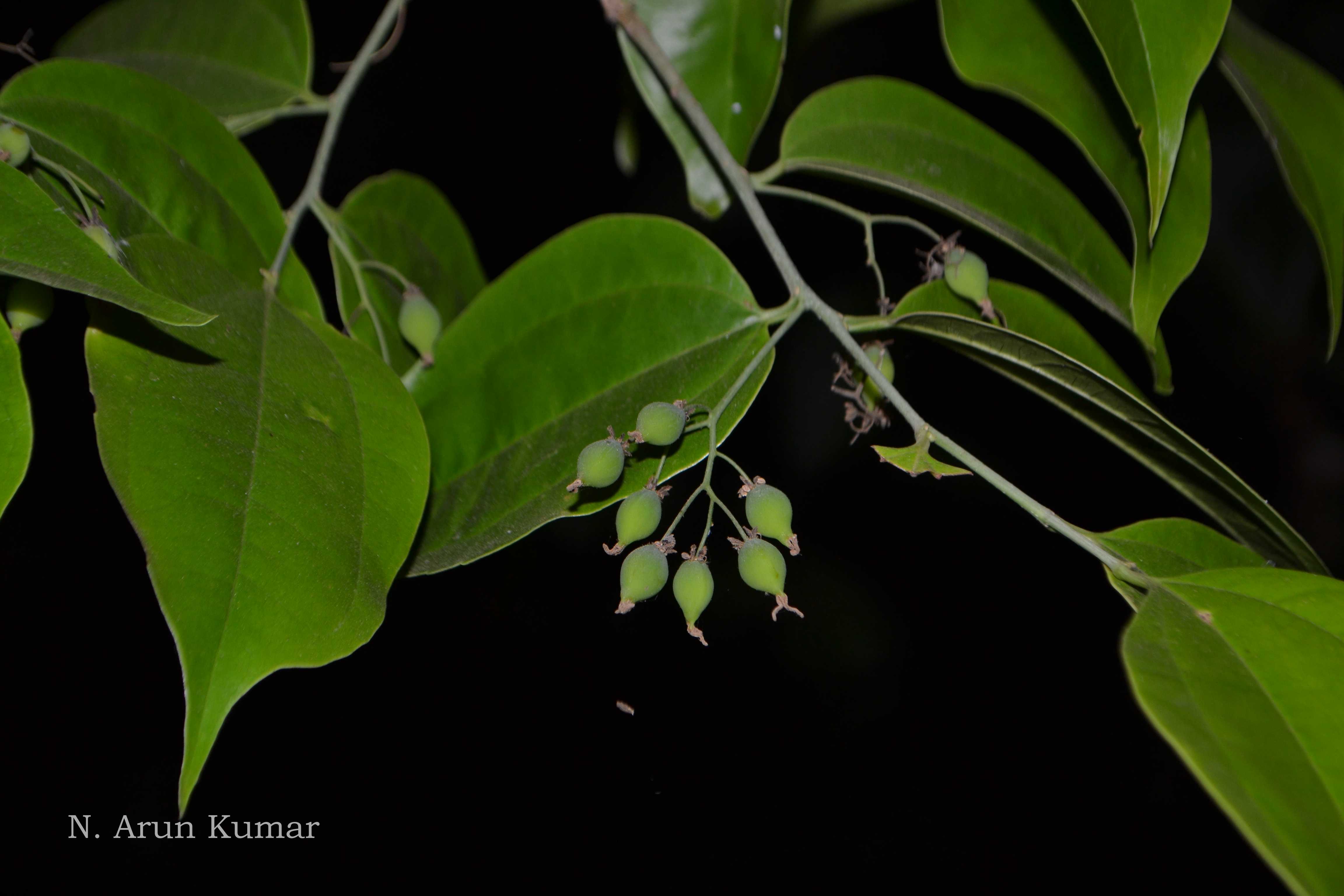 India Flora Online