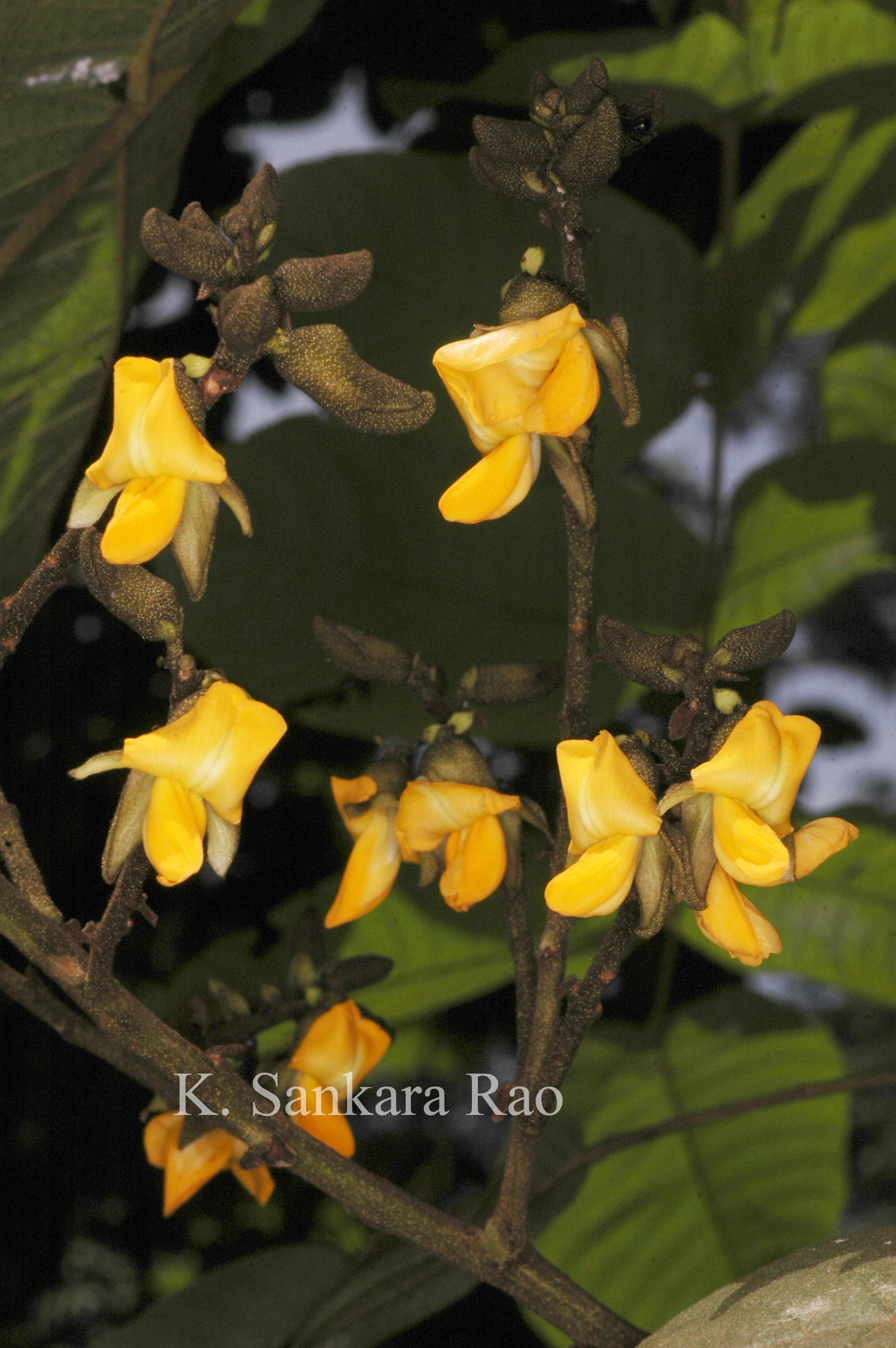 India Flora Online