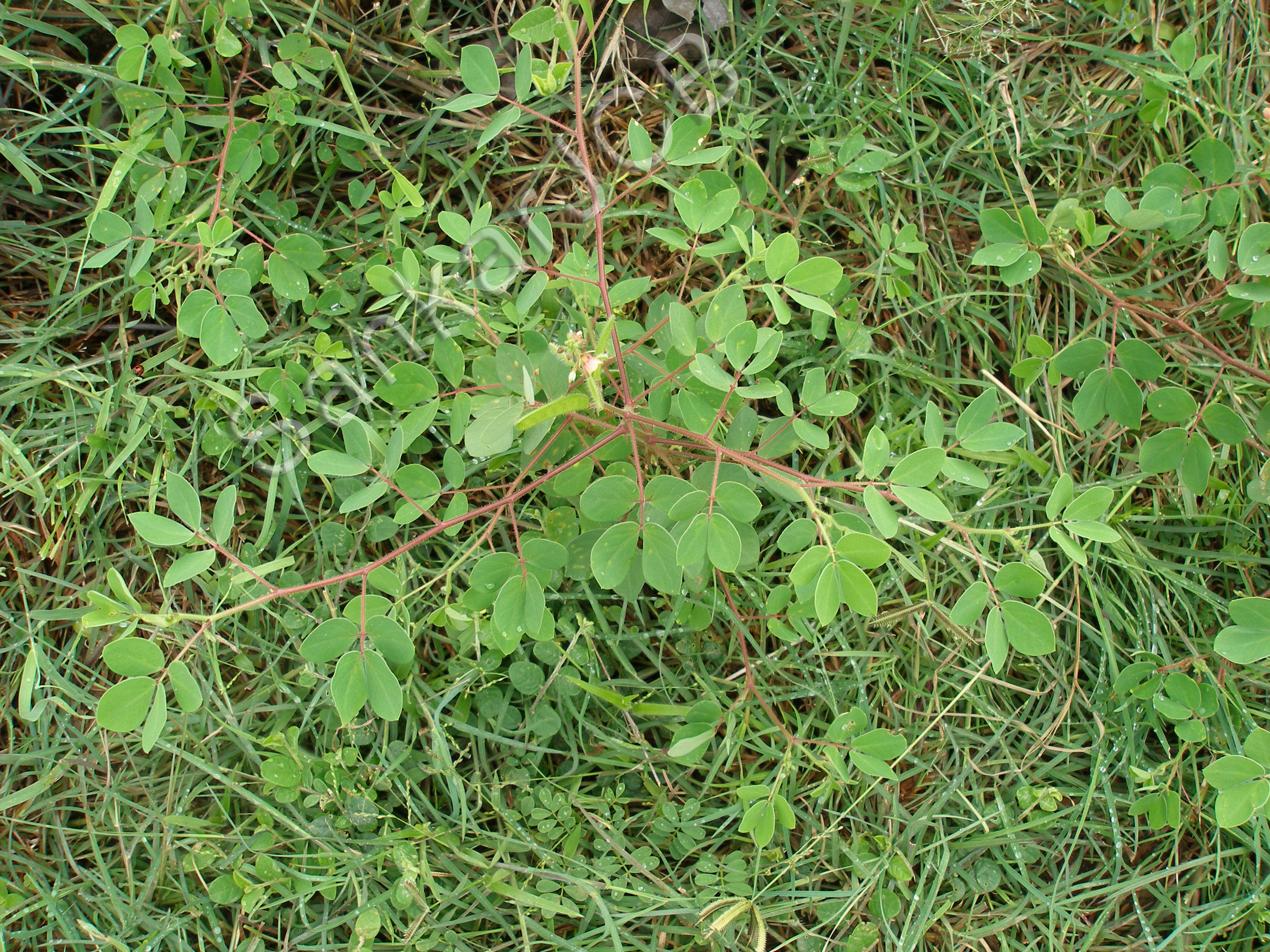 India Flora Online