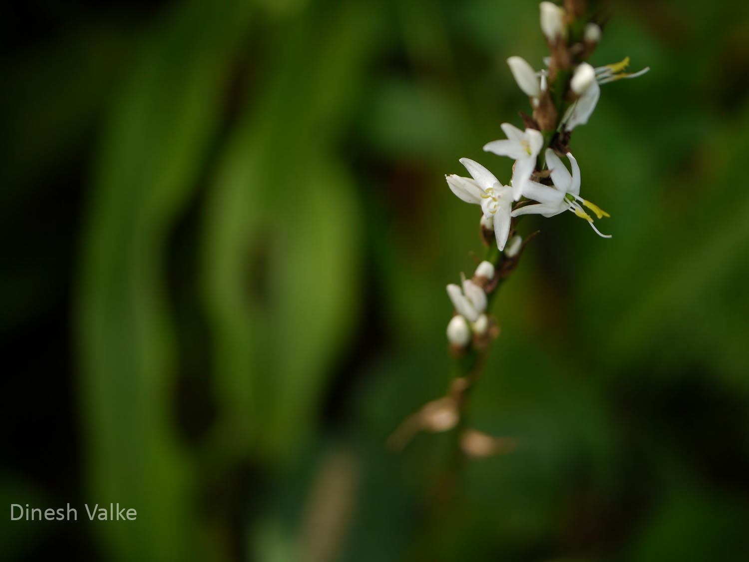 India Flora Online