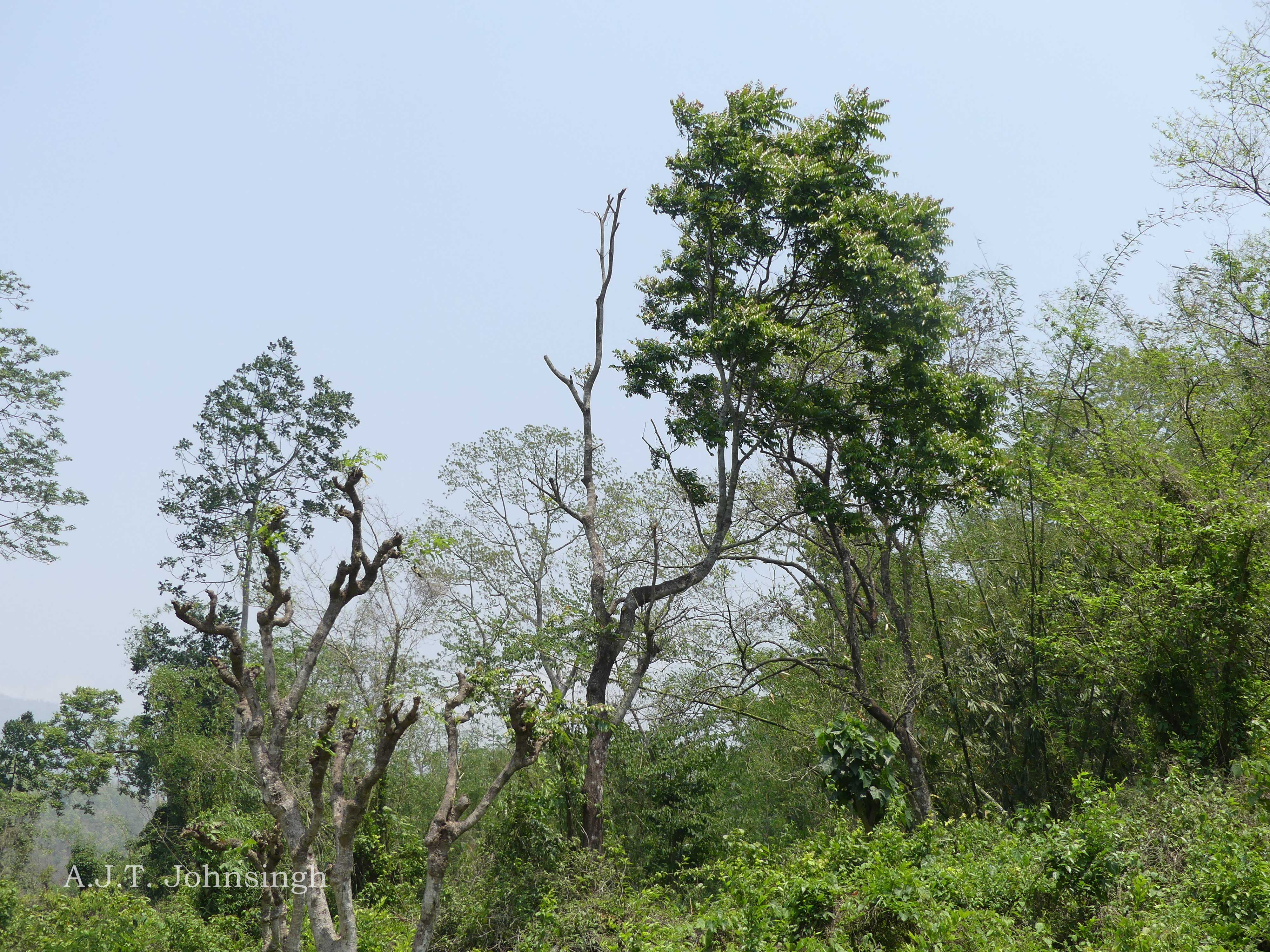 India Flora Online