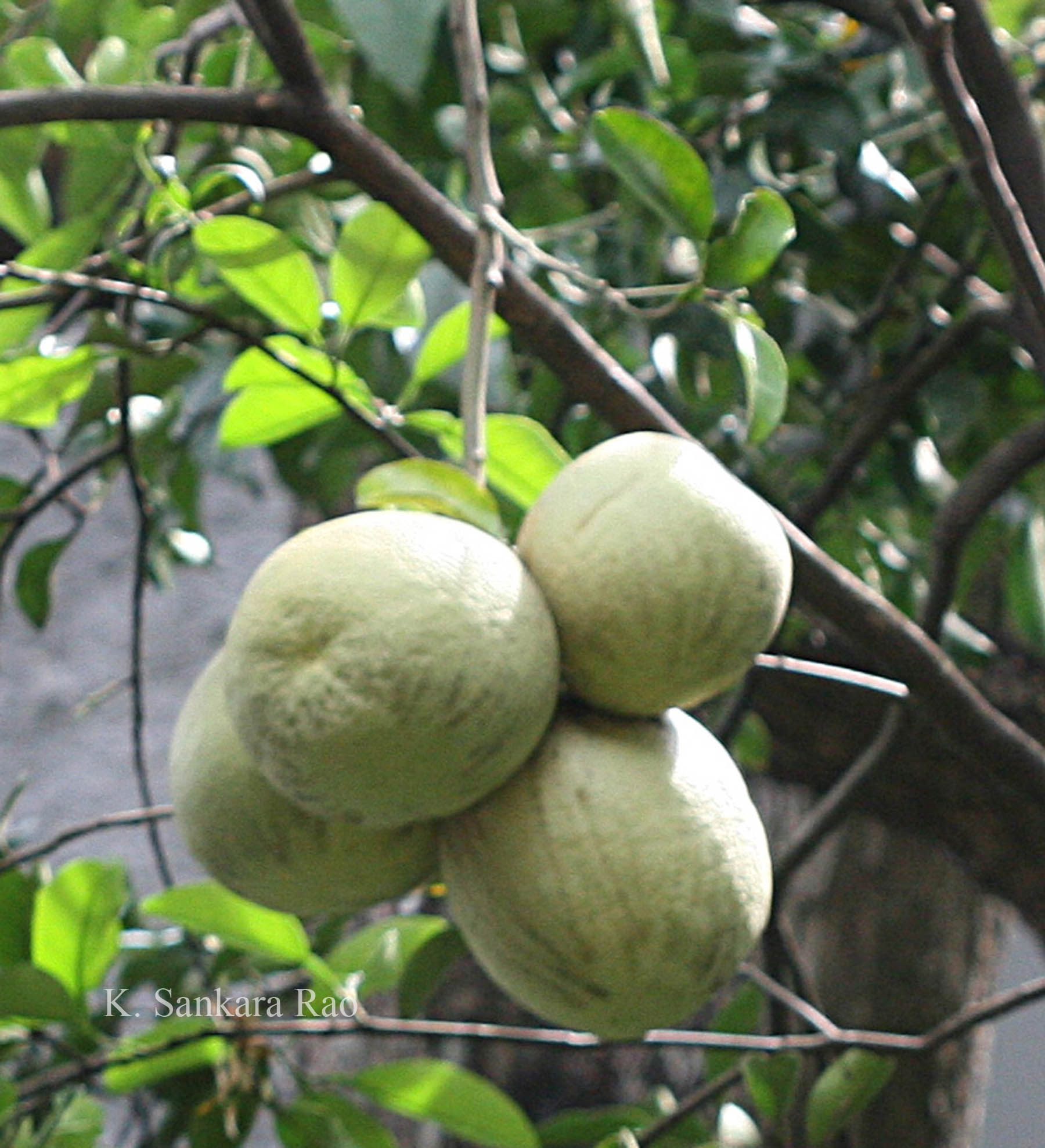 India Flora Online