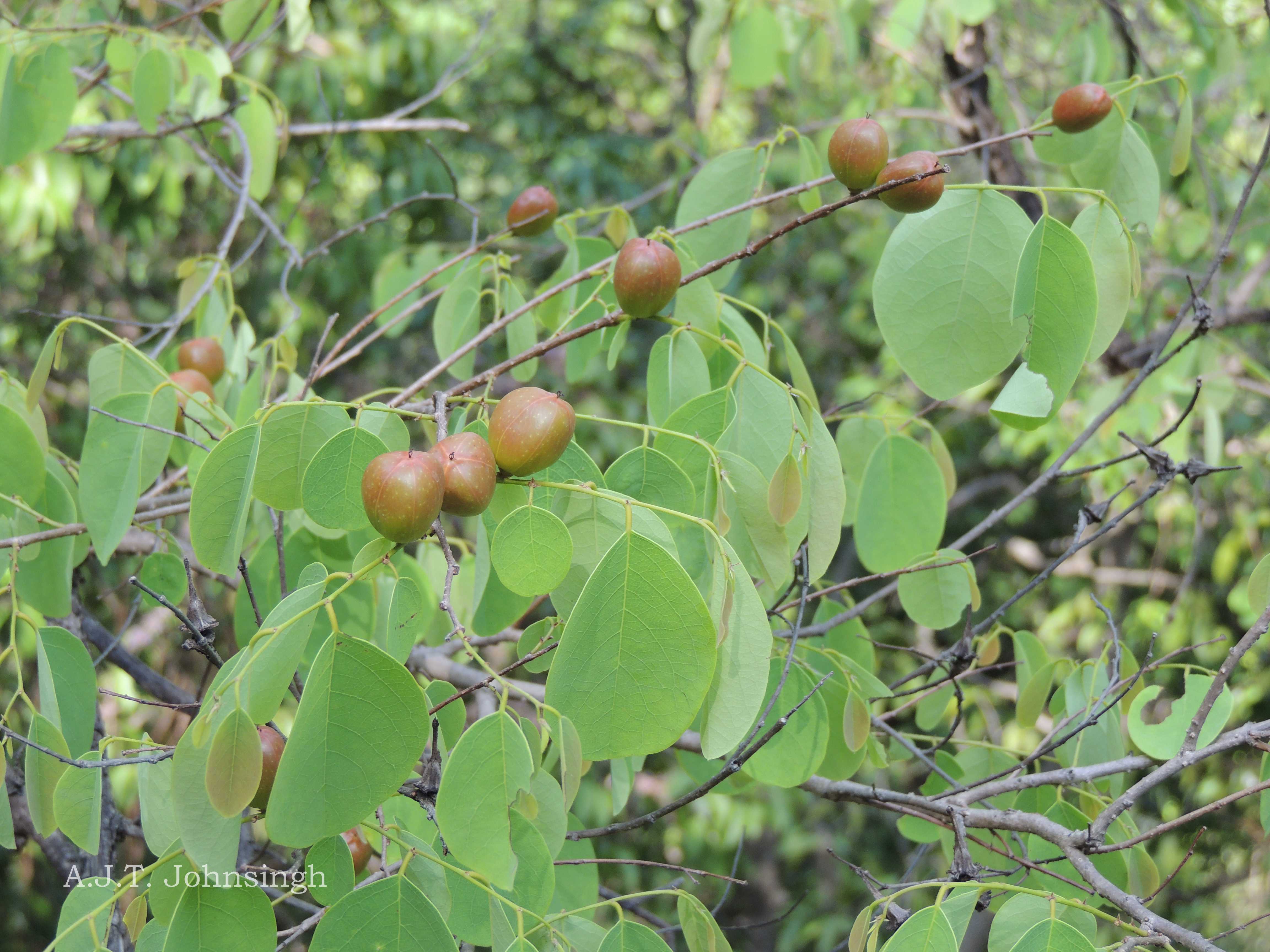 India Flora Online