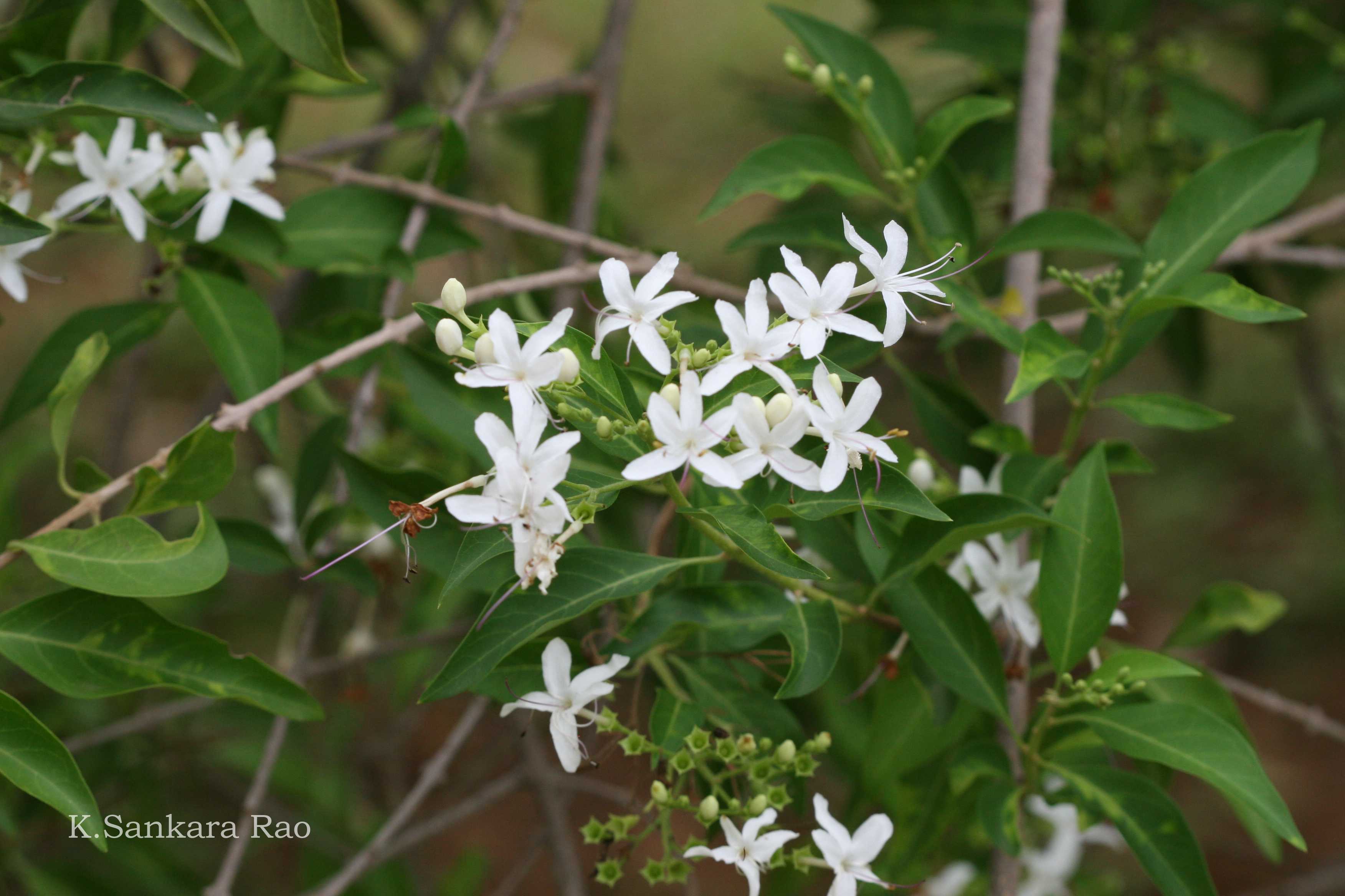 India Flora Online