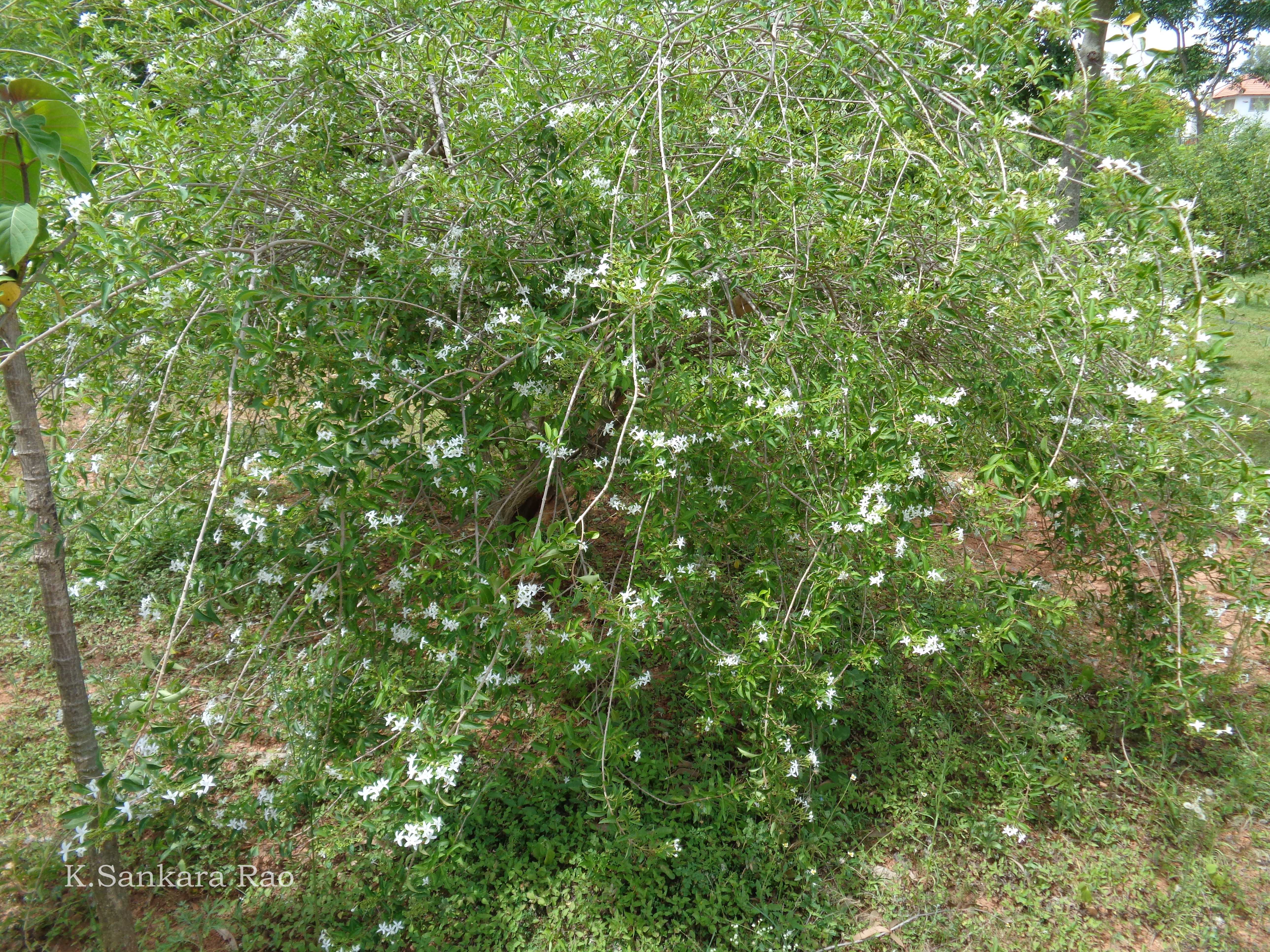 India Flora Online