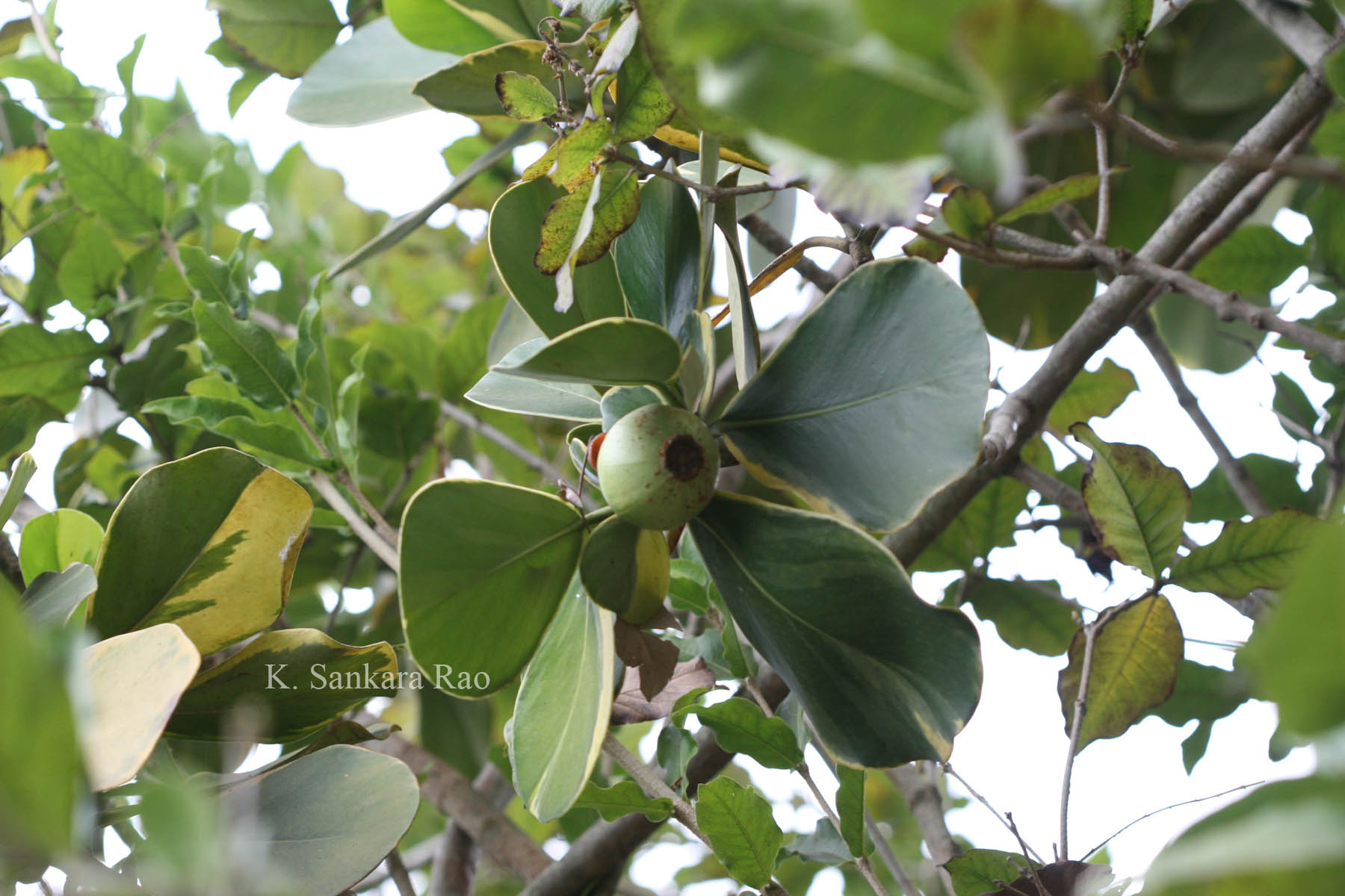 India Flora Online
