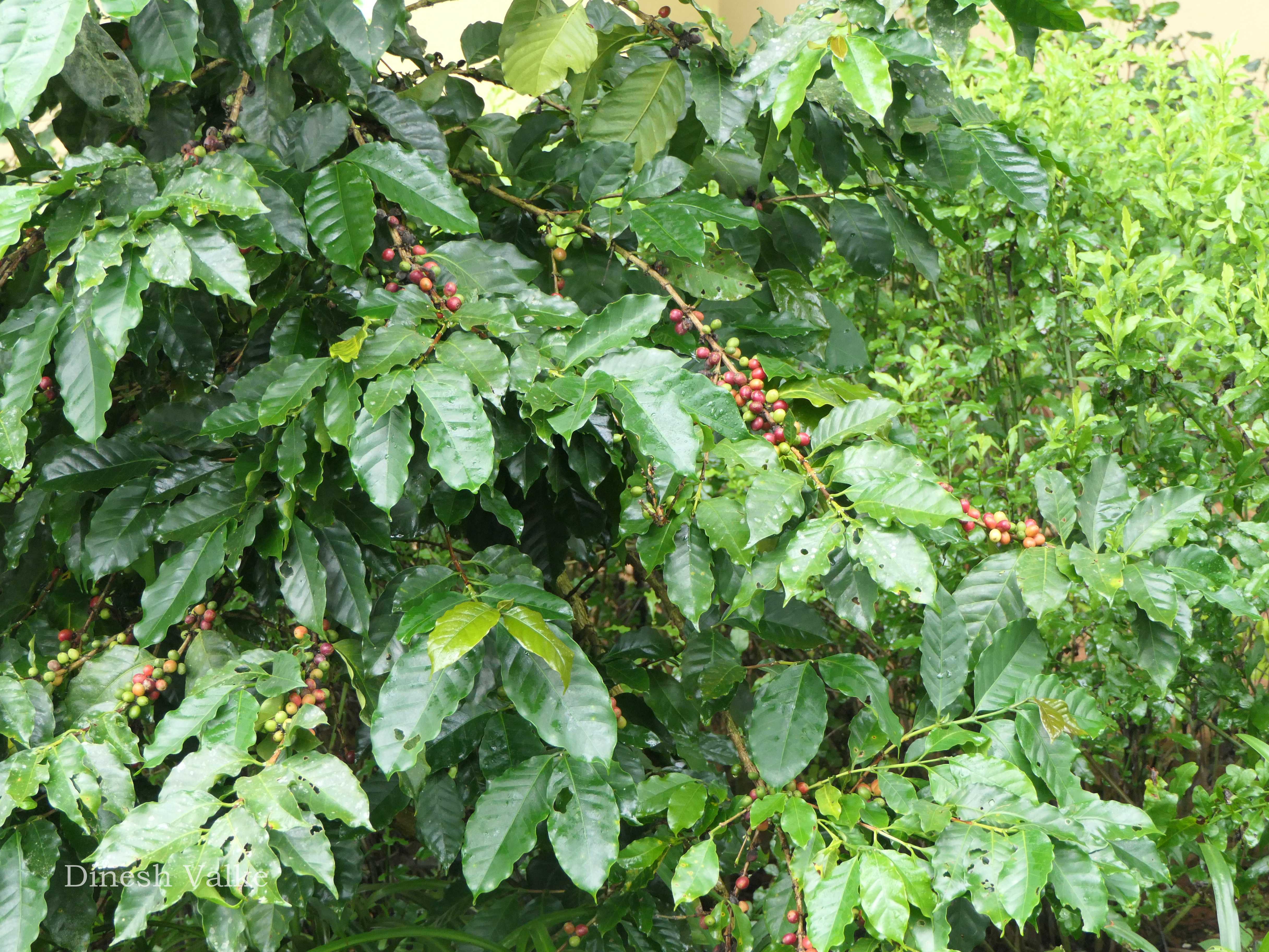 India Flora Online