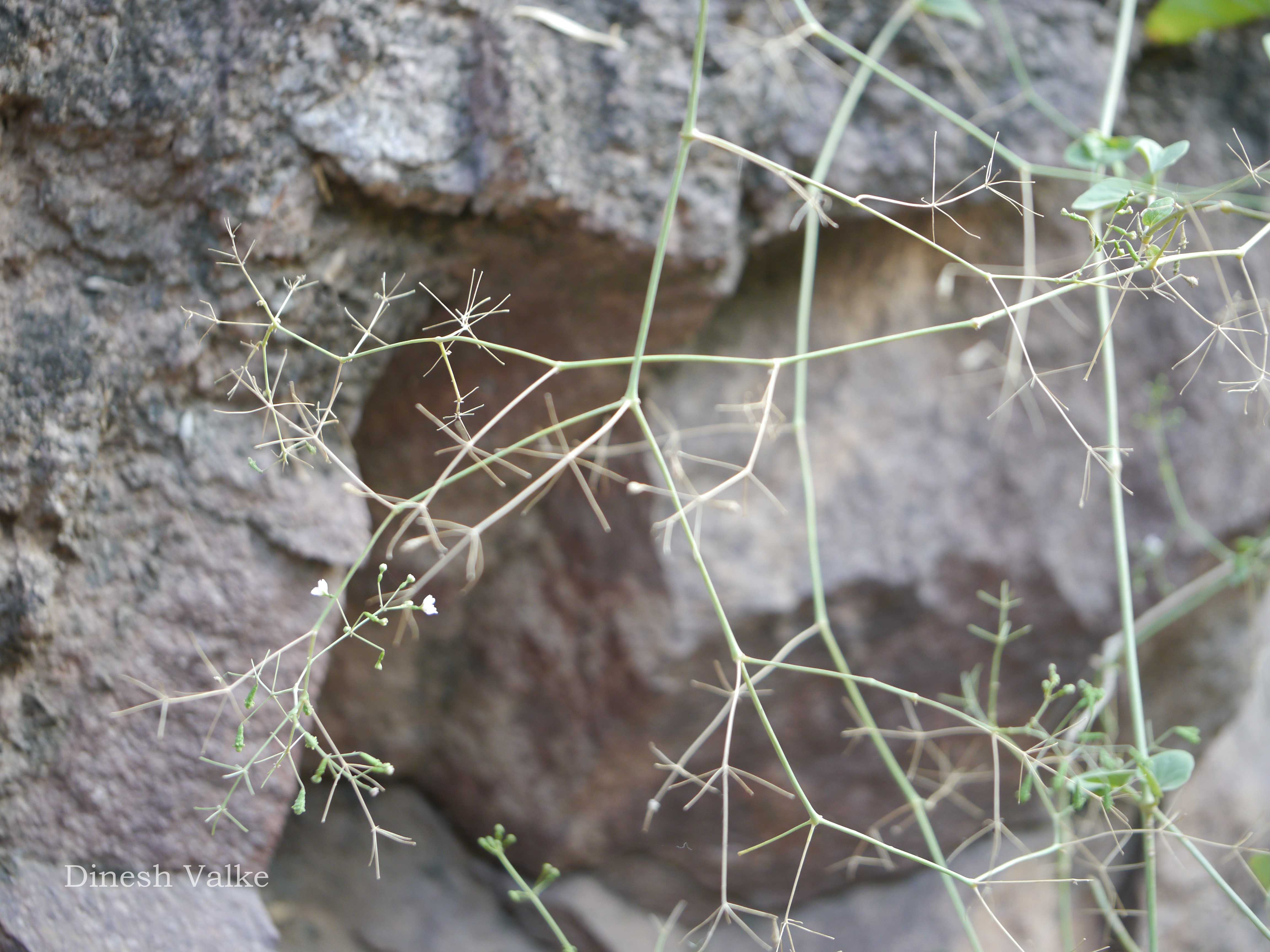 India Flora Online