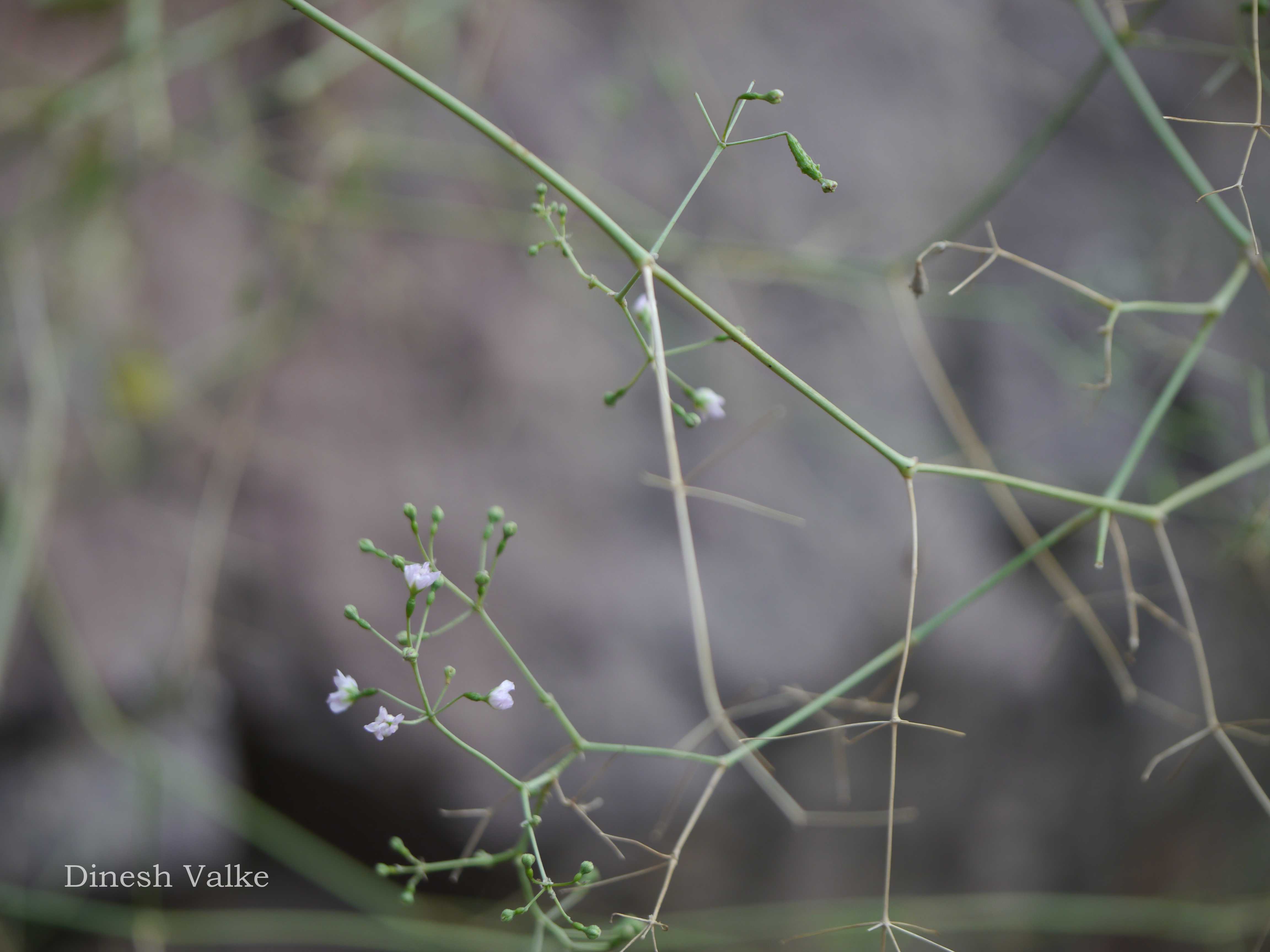 India Flora Online
