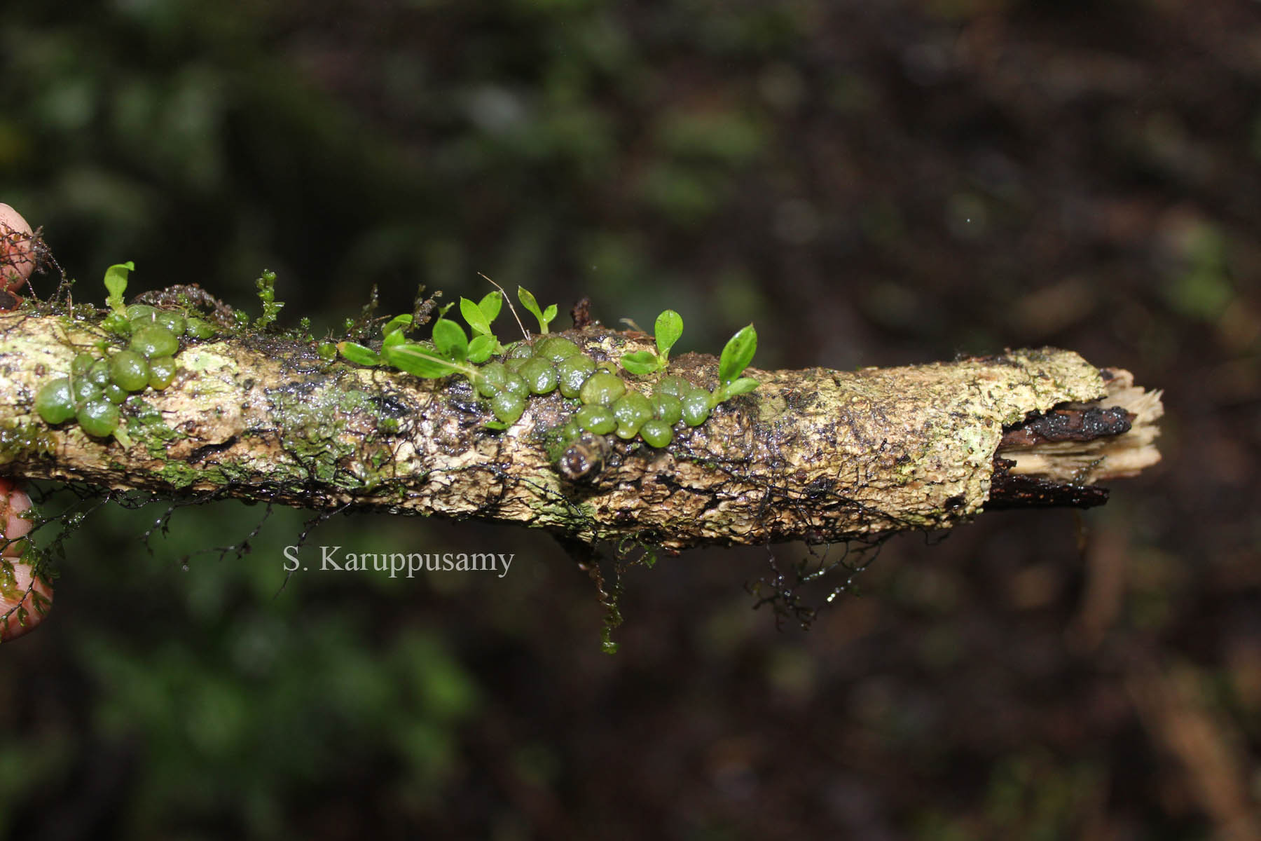 India Flora Online