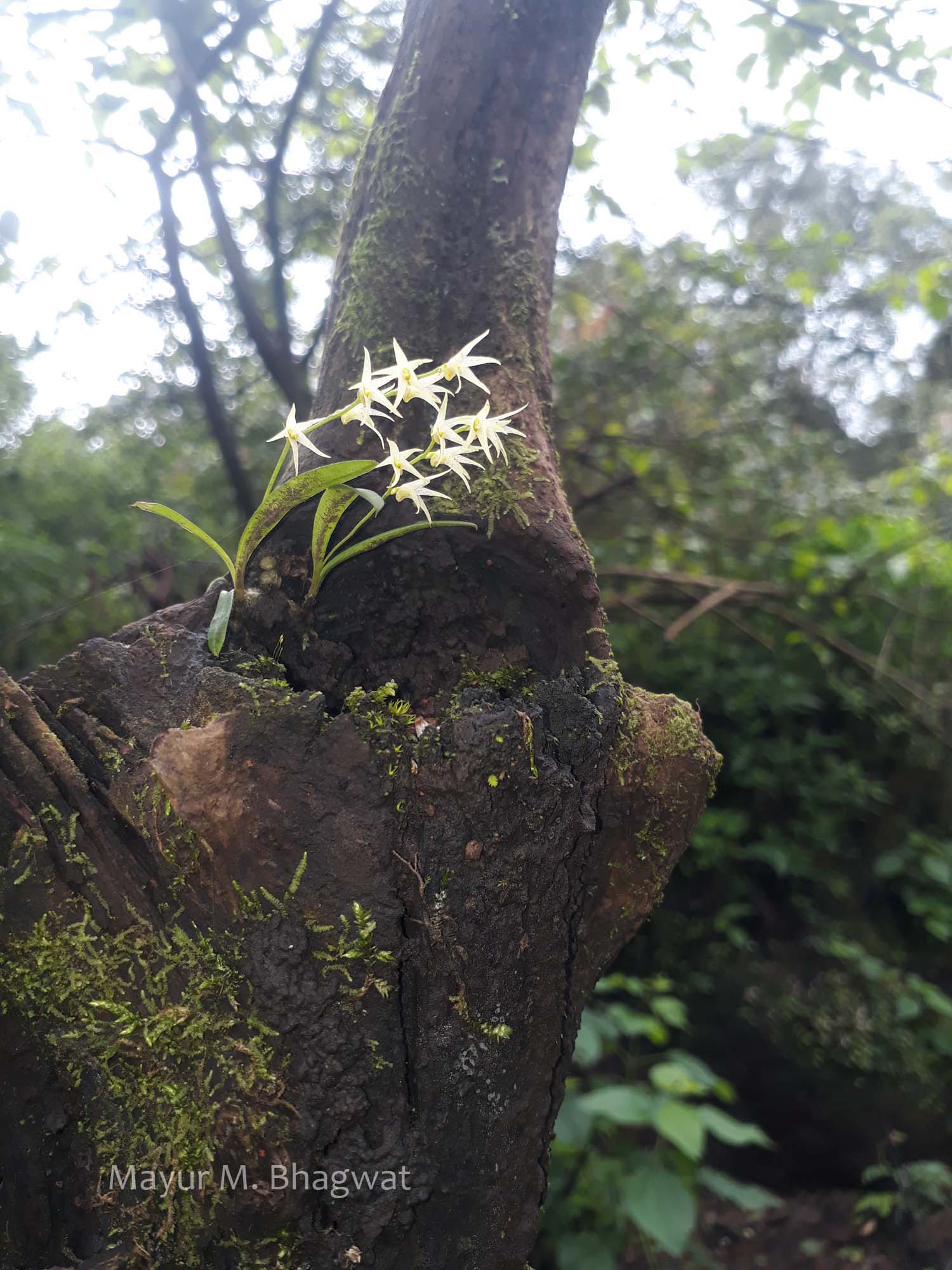 India Flora Online