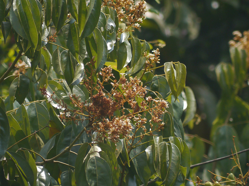 India Flora Online
