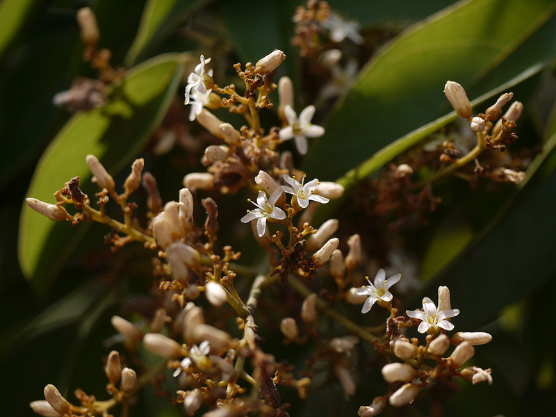 India Flora Online