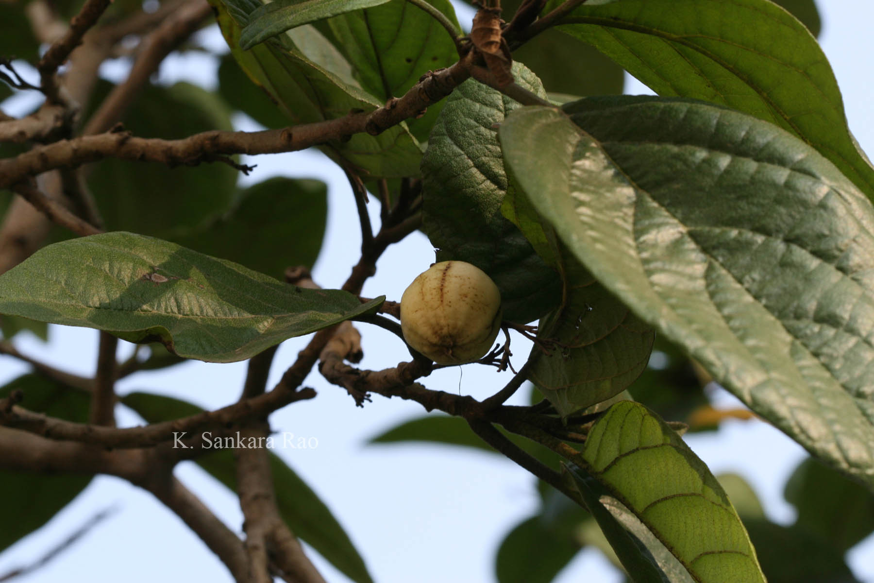 India Flora Online