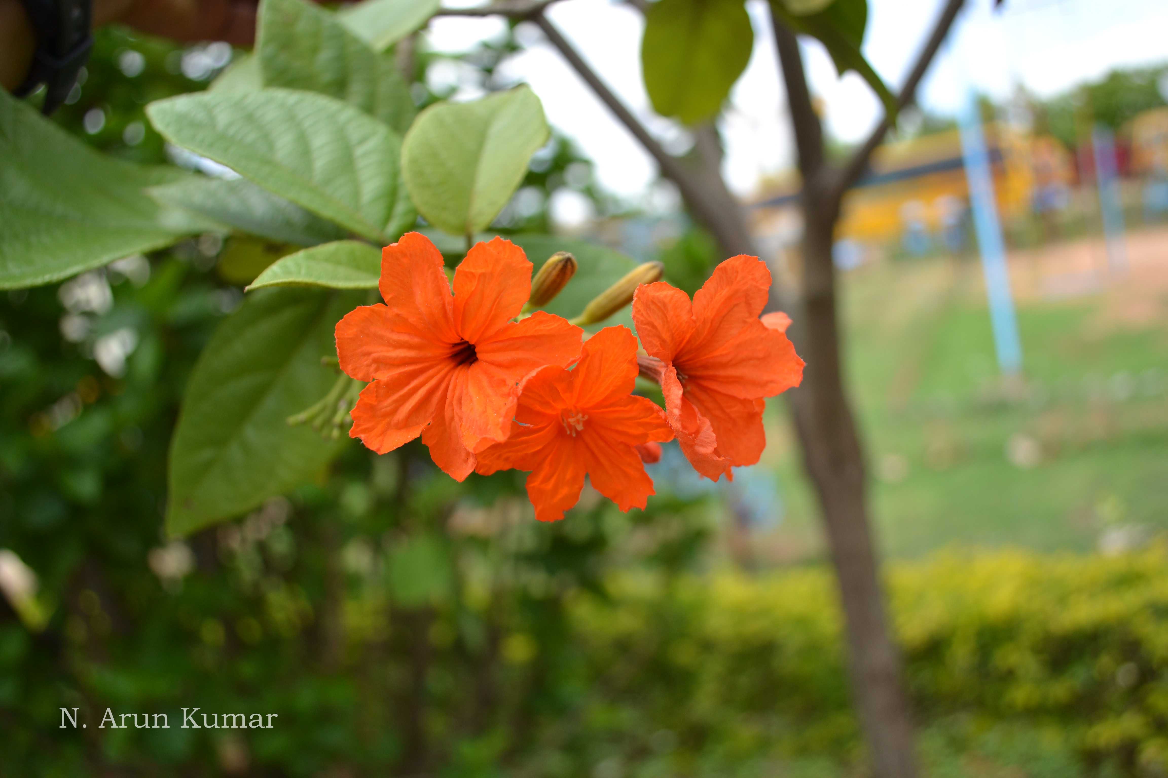 India Flora Online