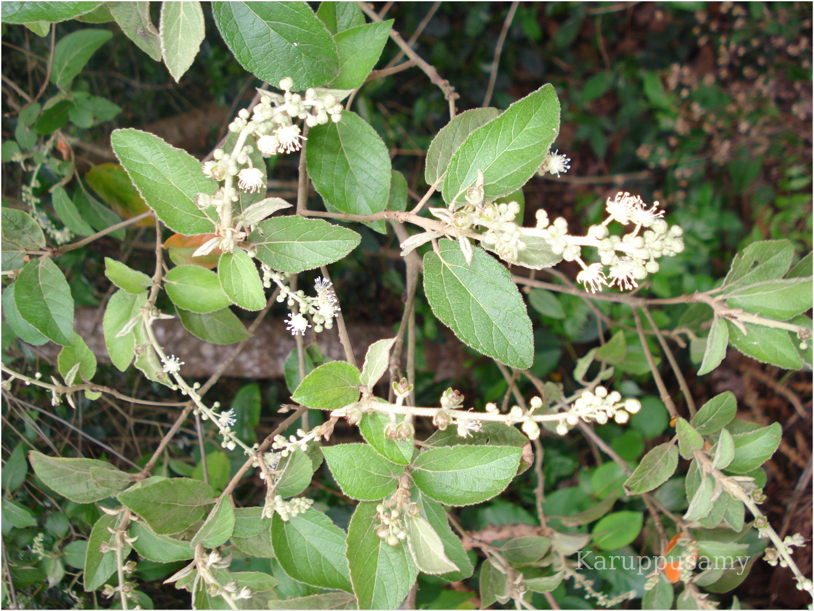 India Flora Online