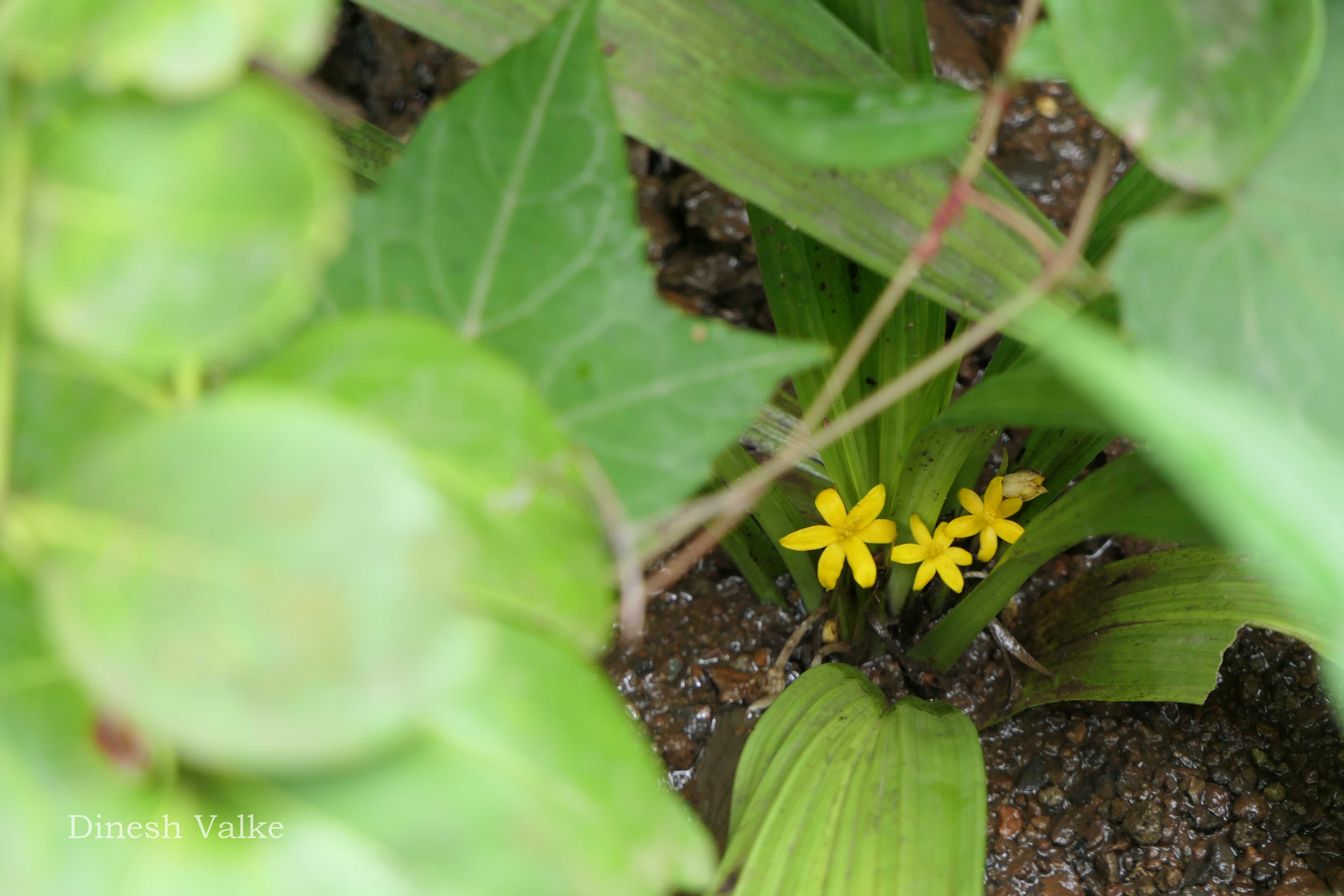 India Flora Online