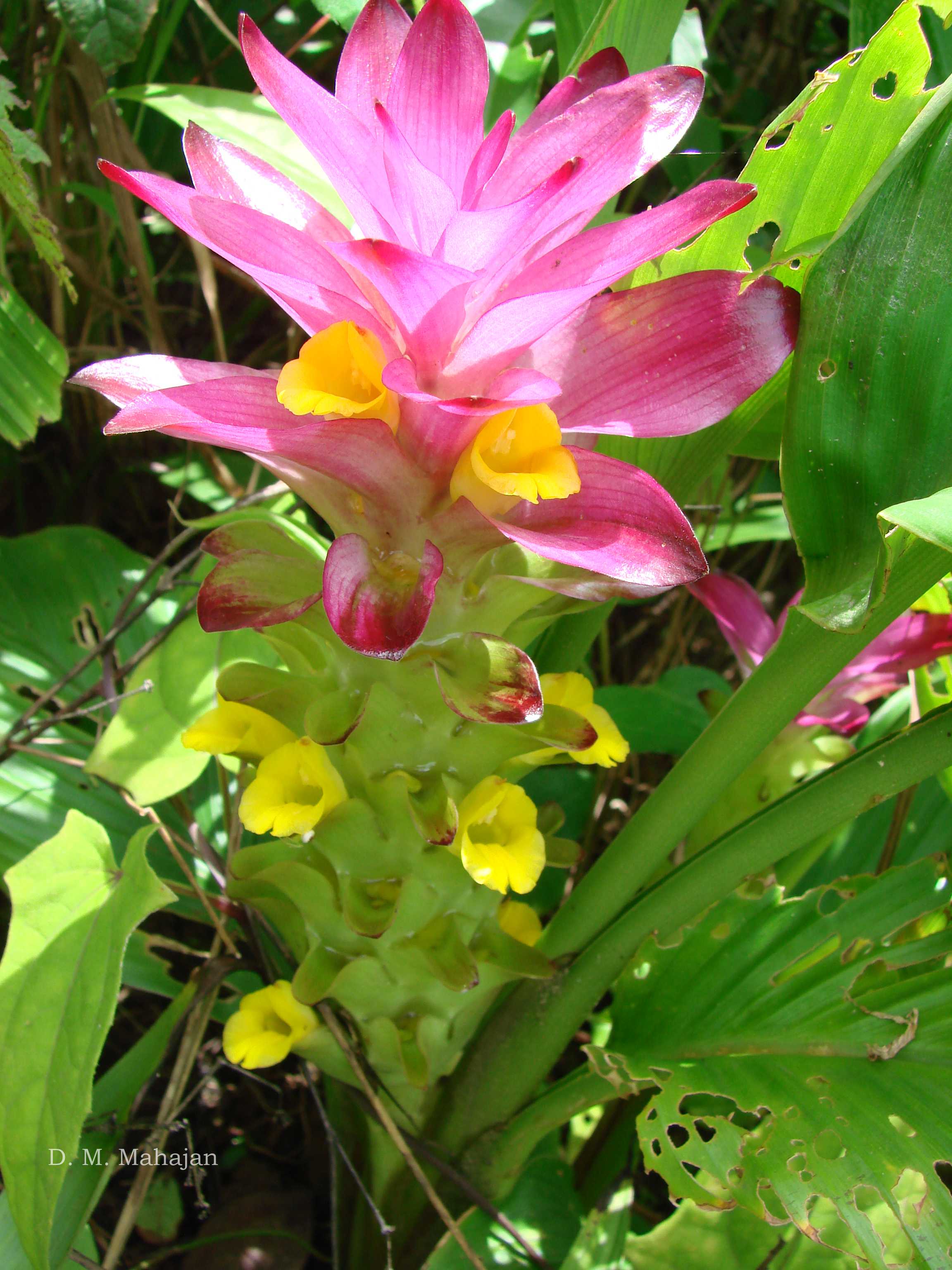 India Flora Online