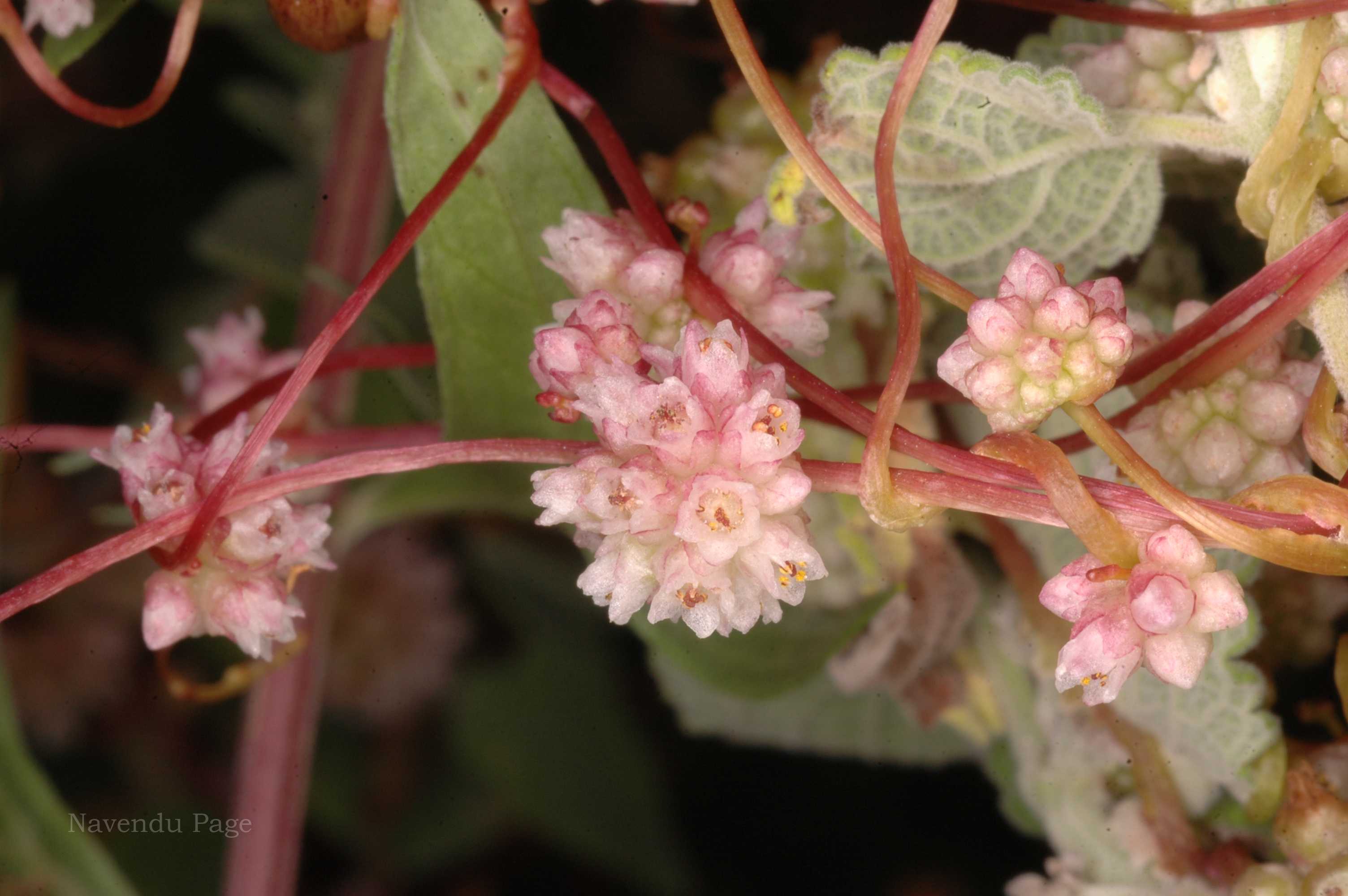 India Flora Online
