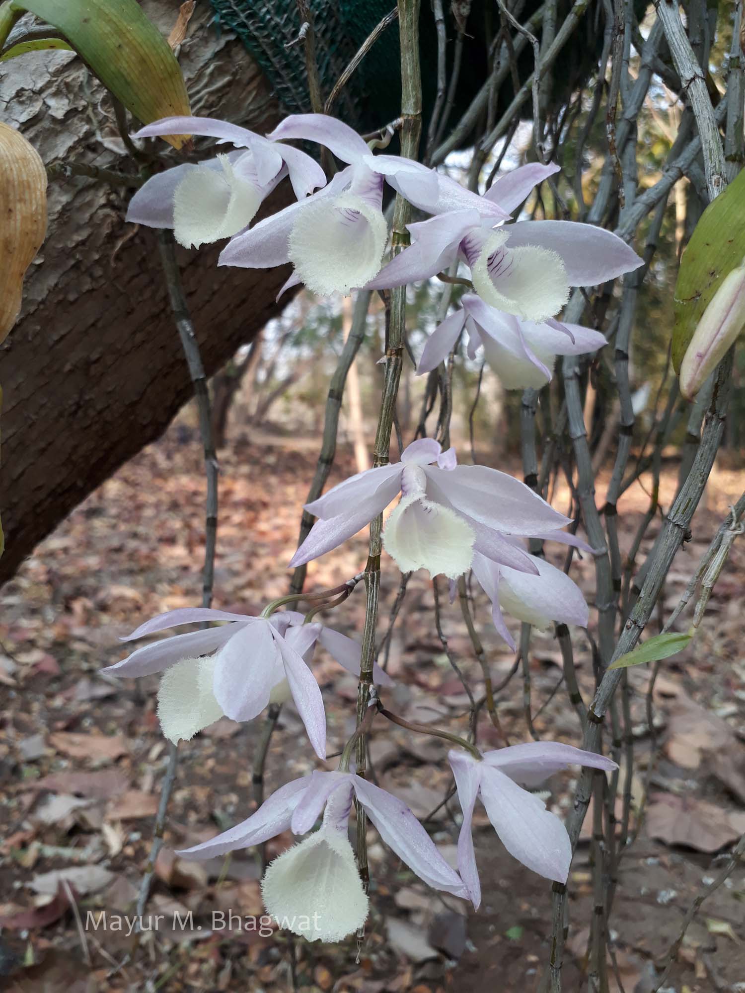 India Flora Online