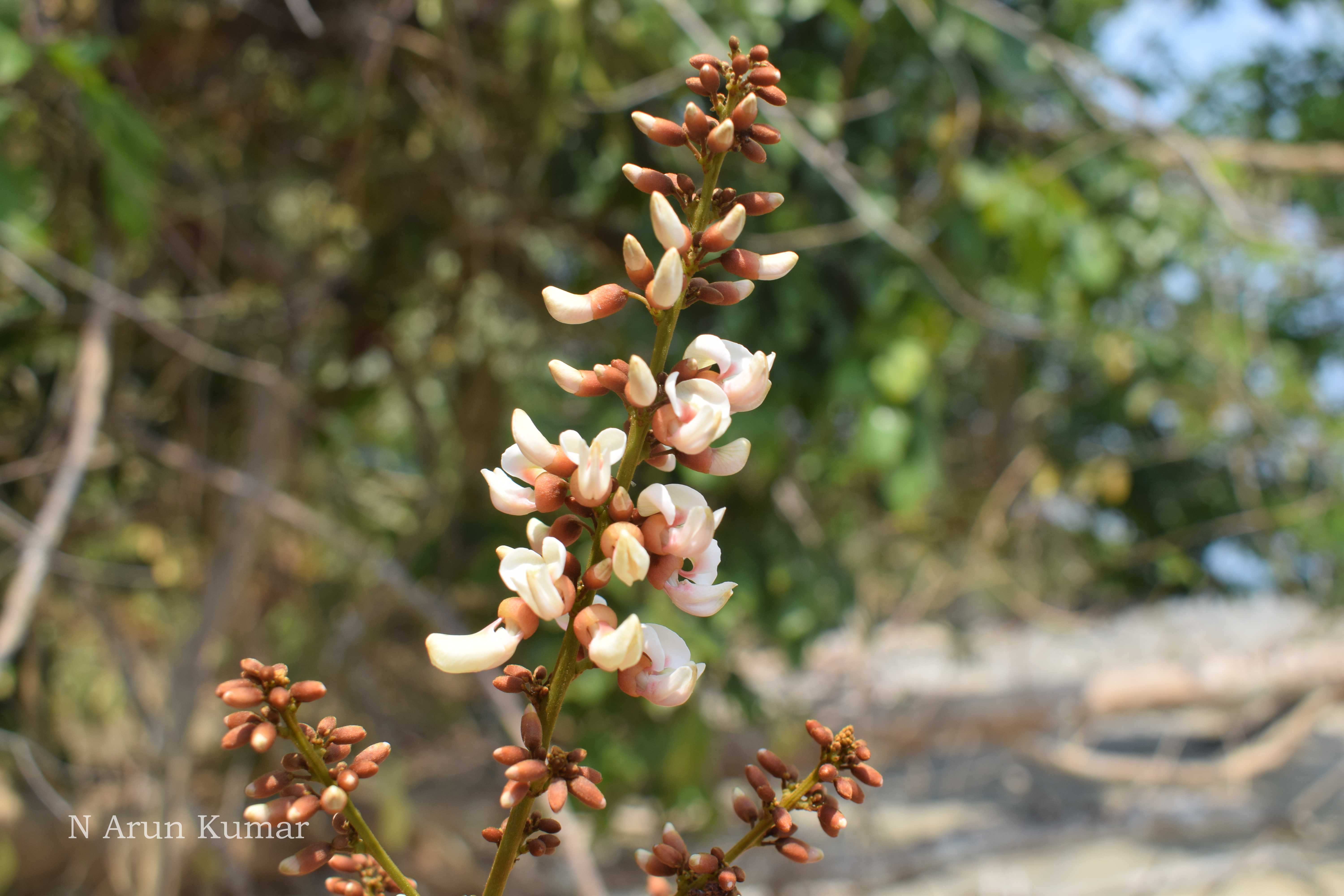 India Flora Online
