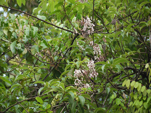 India Flora Online