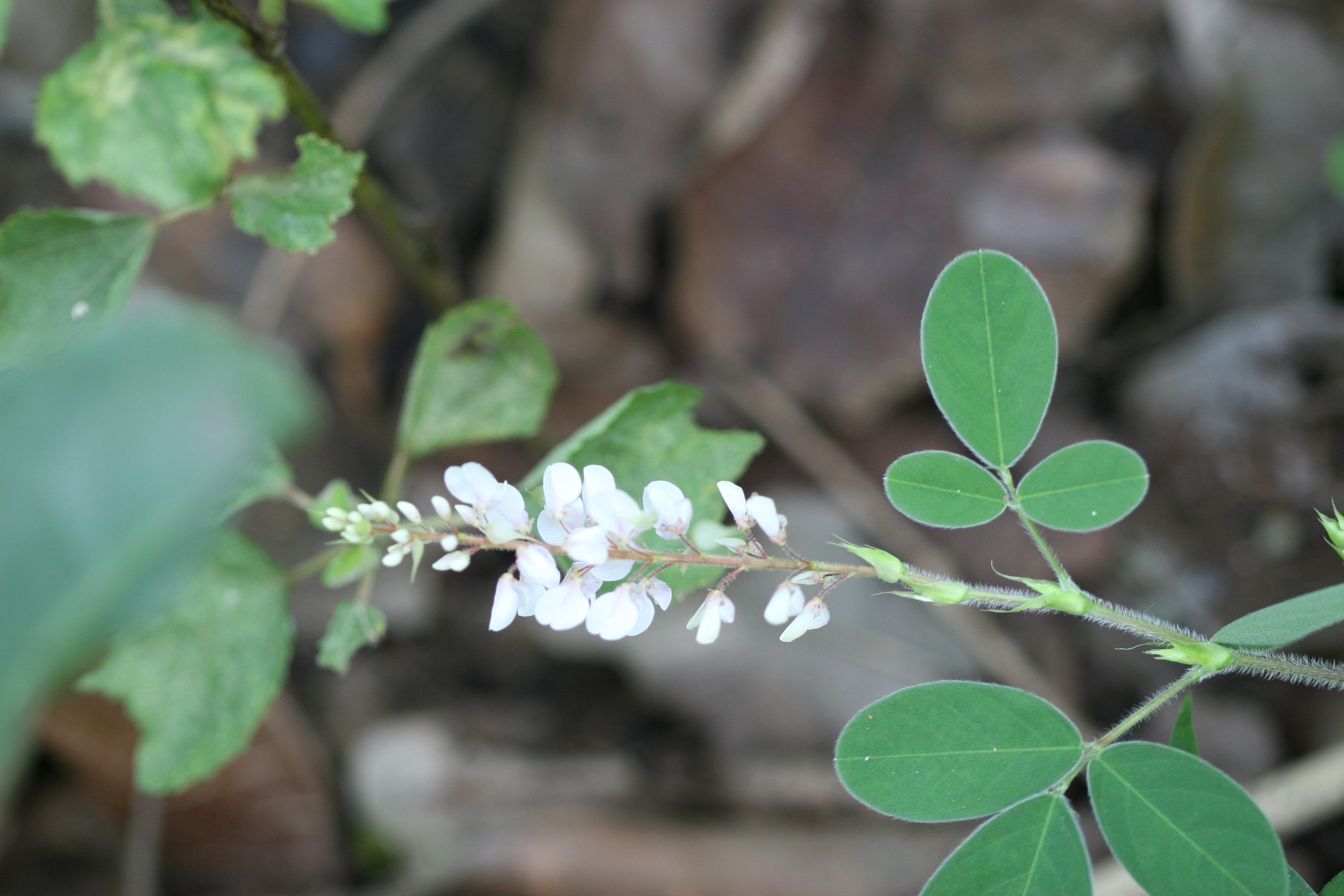 India Flora Online