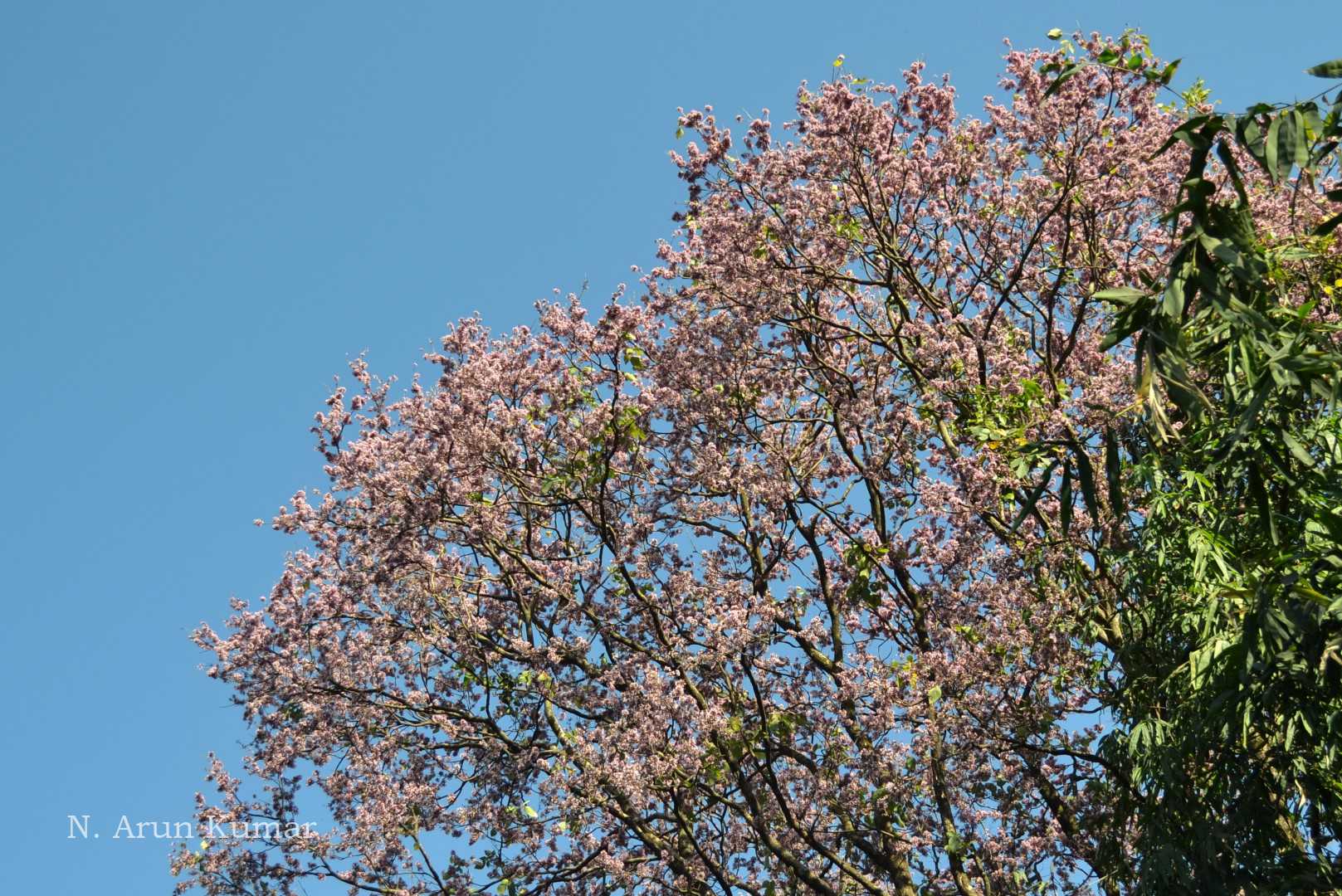 India Flora Online